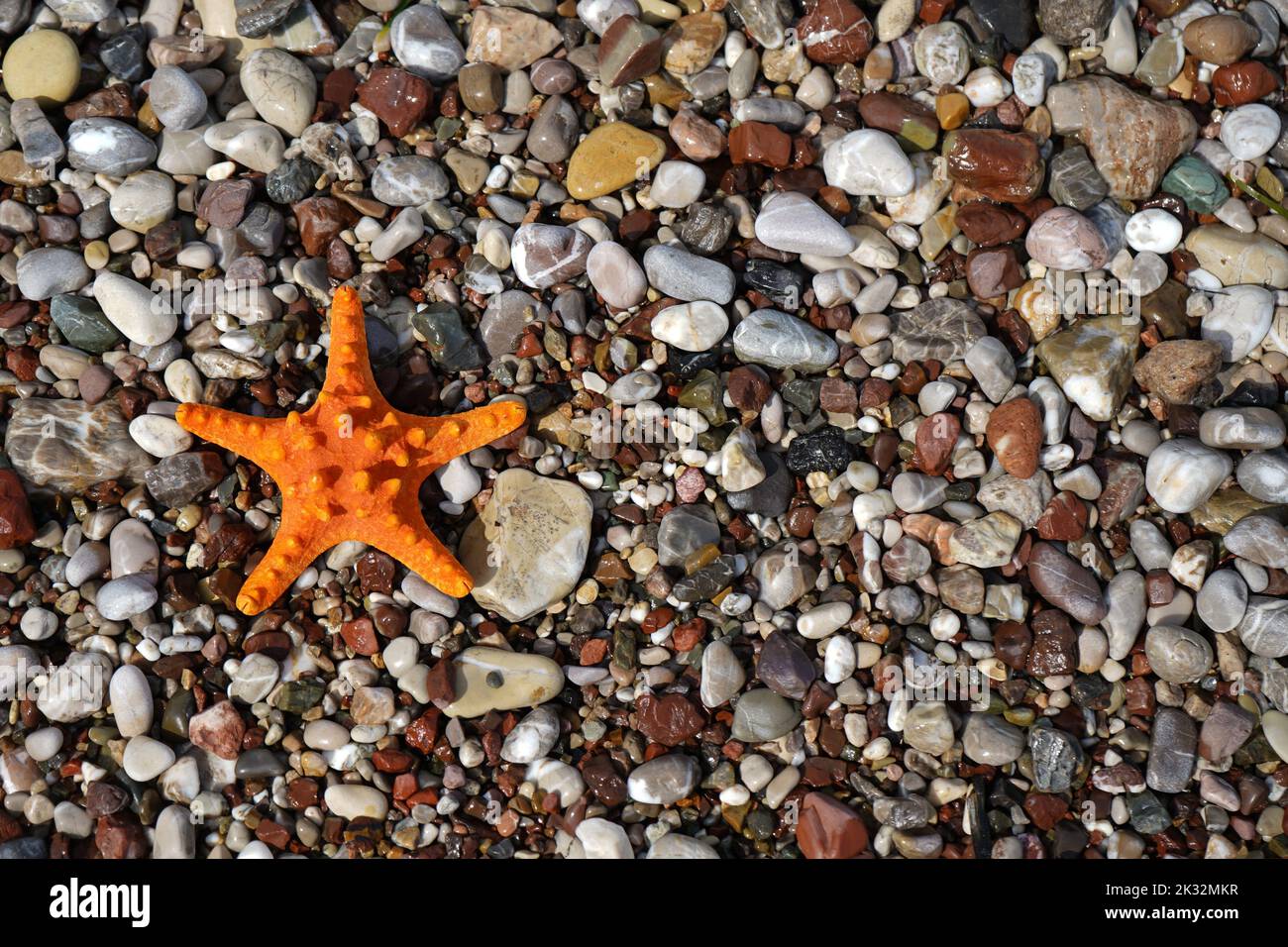 Starfish on gravel hi-res stock photography and images - Alamy