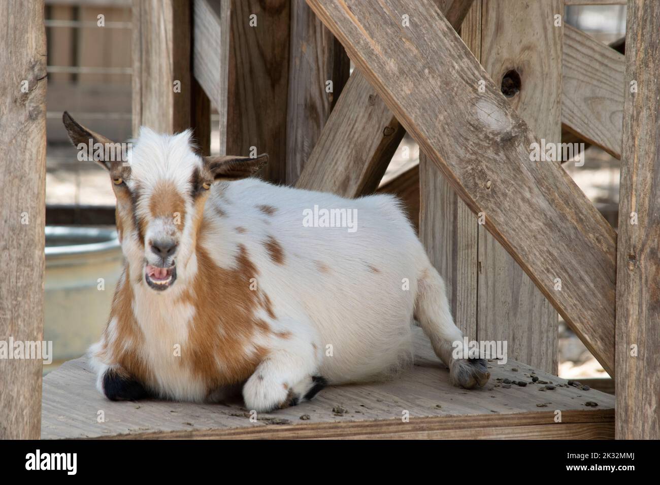 A funny white goat with brown spots laying and chewing food in the ...