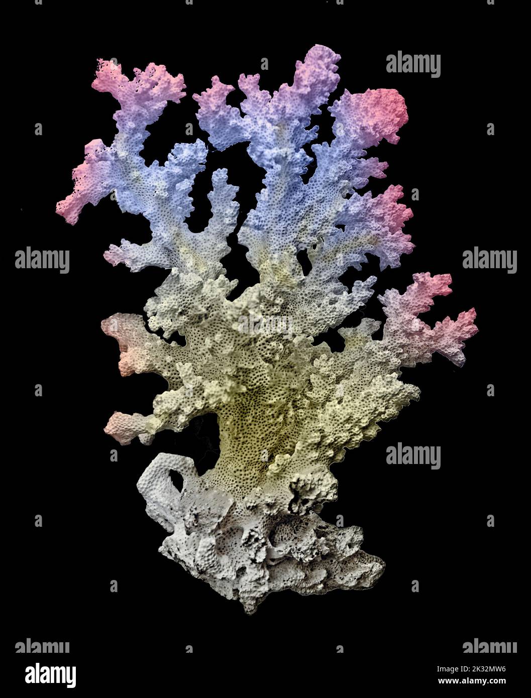 Coral isolated on black background Stock Photo - Alamy