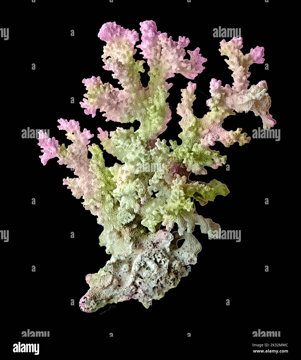 Coral isolated on black background Stock Photo - Alamy