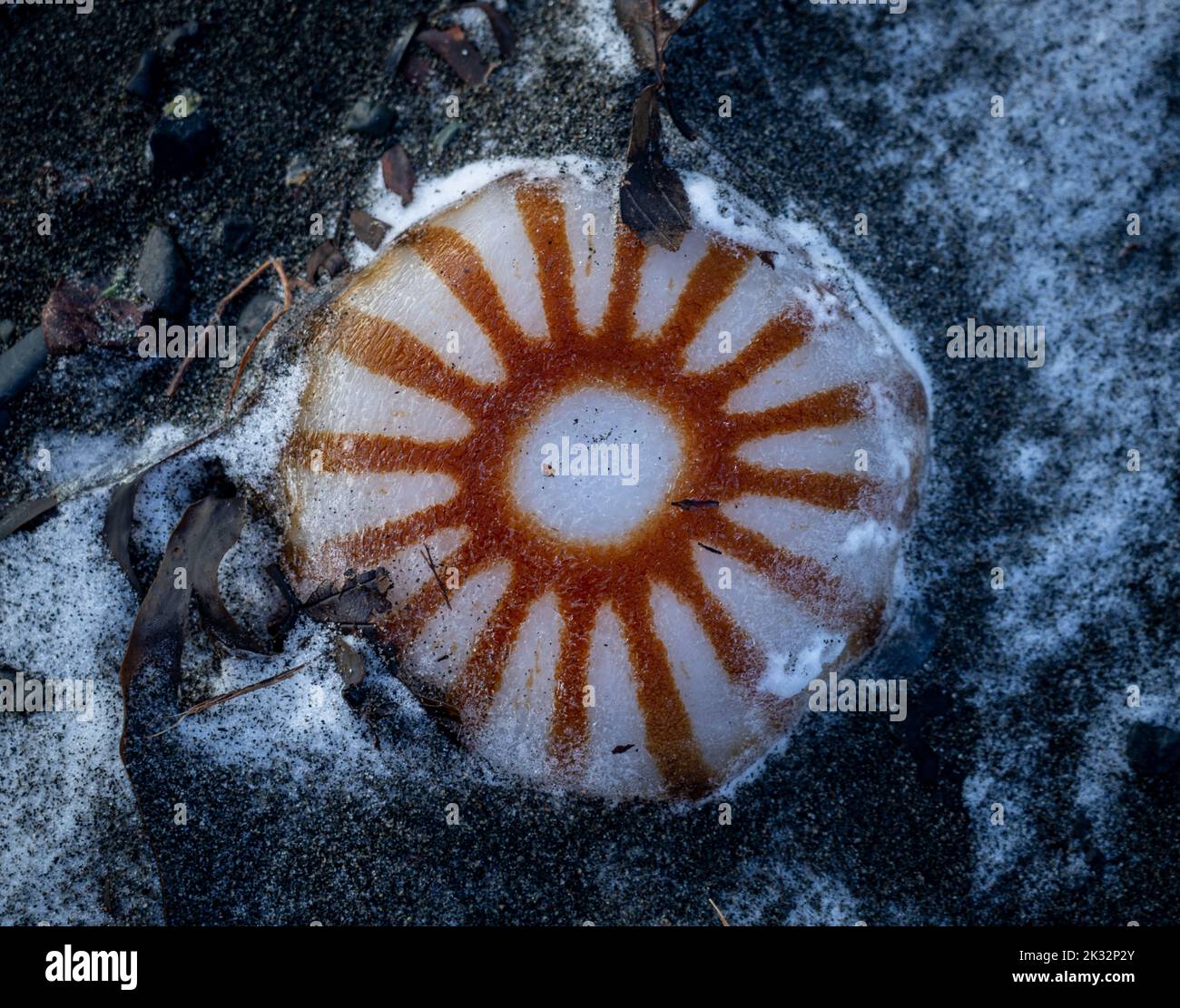 Ice jellyfish hi-res stock photography and images - Alamy