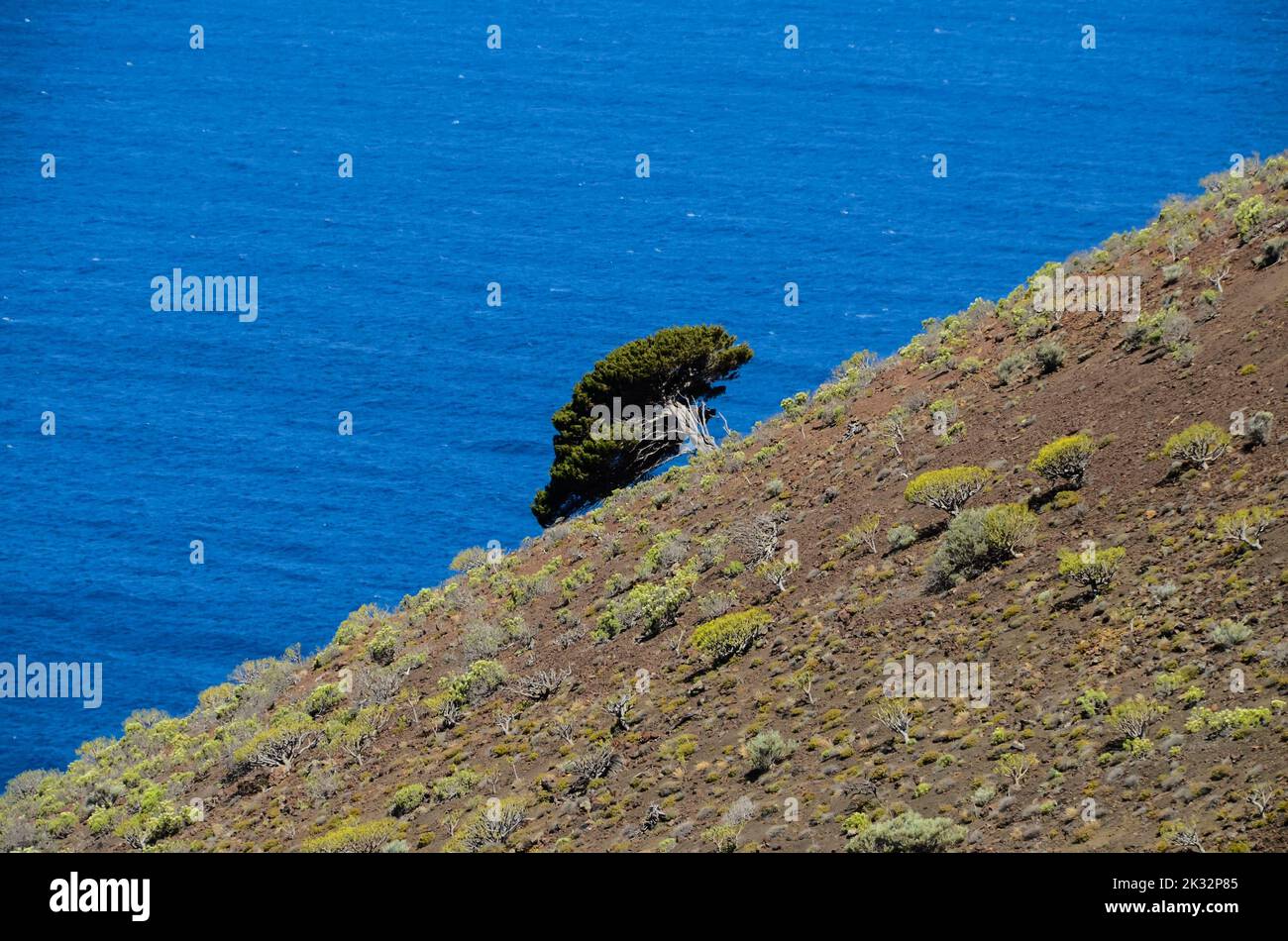 A curved tree growing on a hill with bushes with a background of sea ...