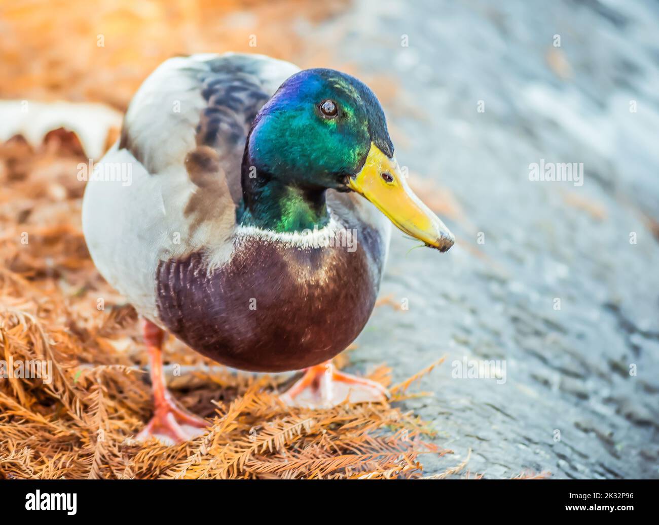 Mallard duck lake hi-res stock photography and images - Alamy