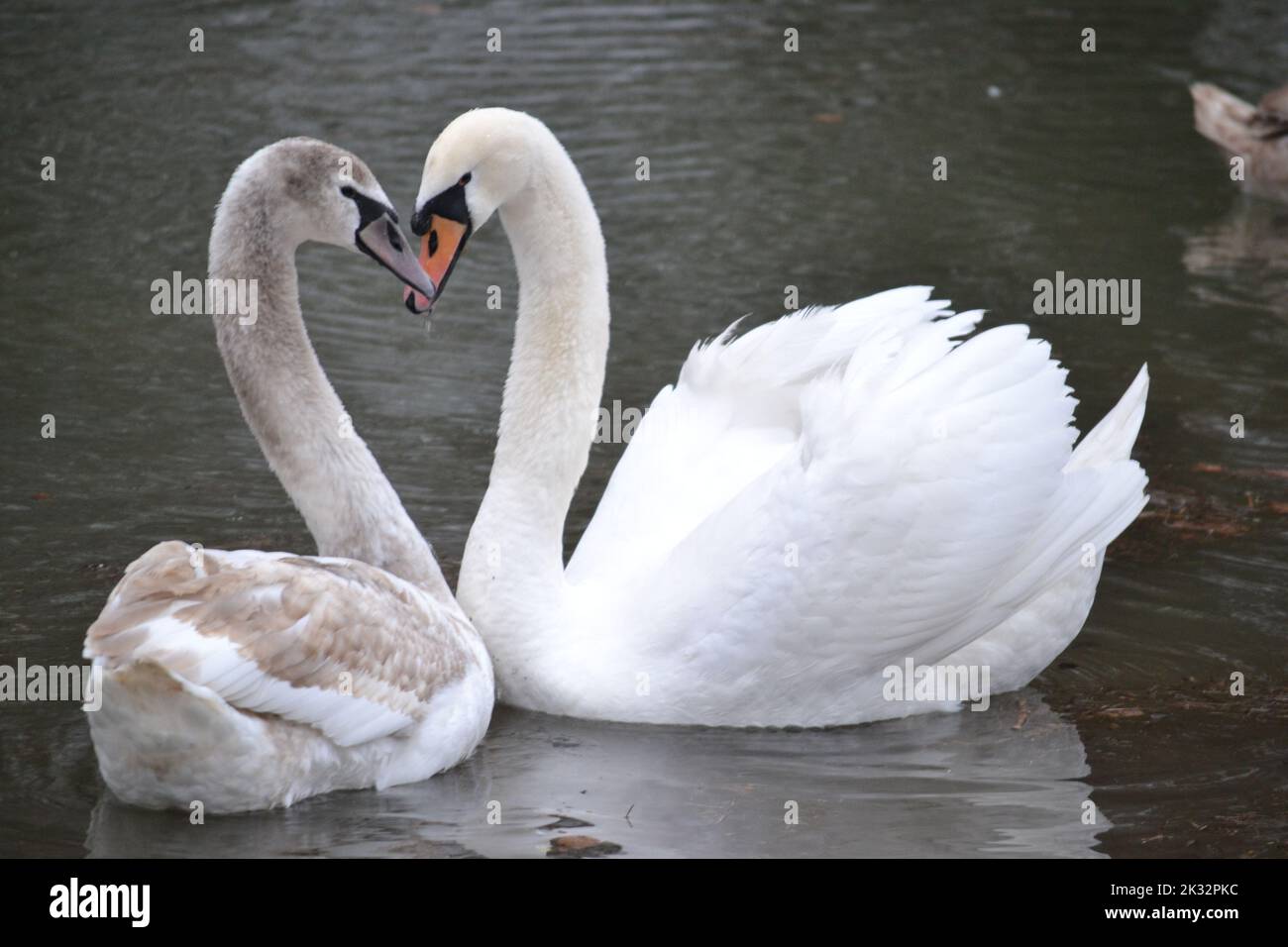 Swans in their natural environment. Loving swans forming a heart Stock ...