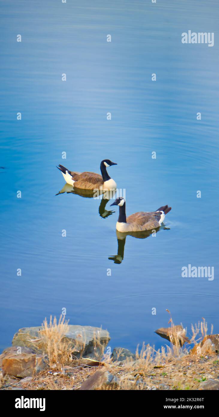 A vertical shot of two geese in the Lake Braddock, Burke, Virginia ...