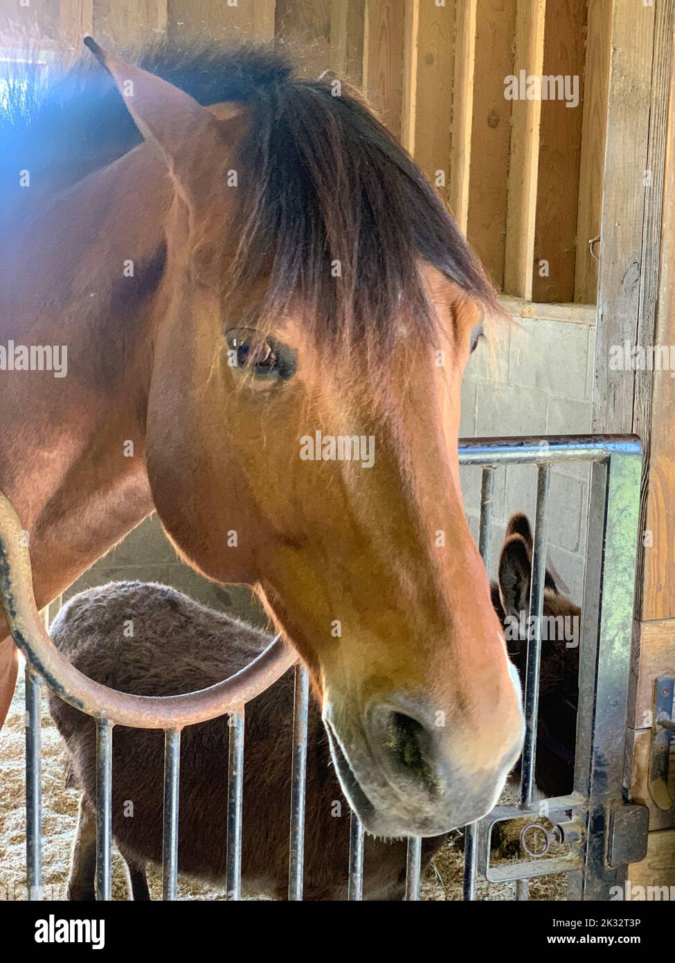A vertical shot of a horse inside a stable Stock Photo - Alamy