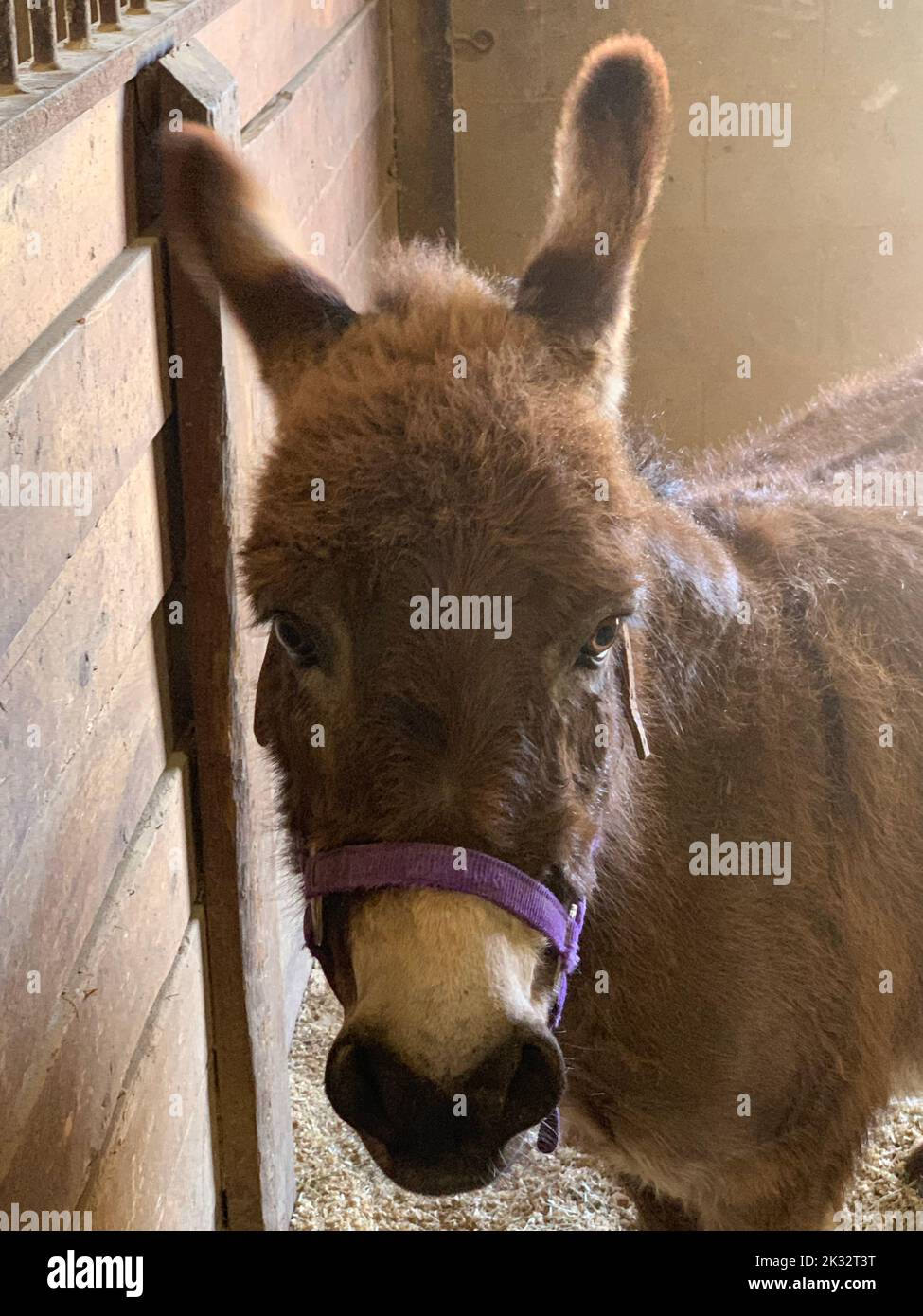 A vertical shot of a donkey inside a stable Stock Photo - Alamy