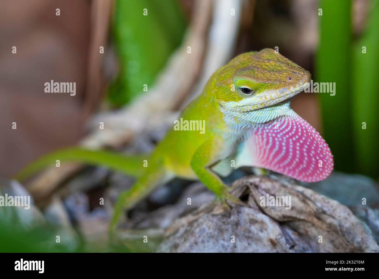 Gecko ready to reproduce outdoors in North Carolina Stock Photo - Alamy