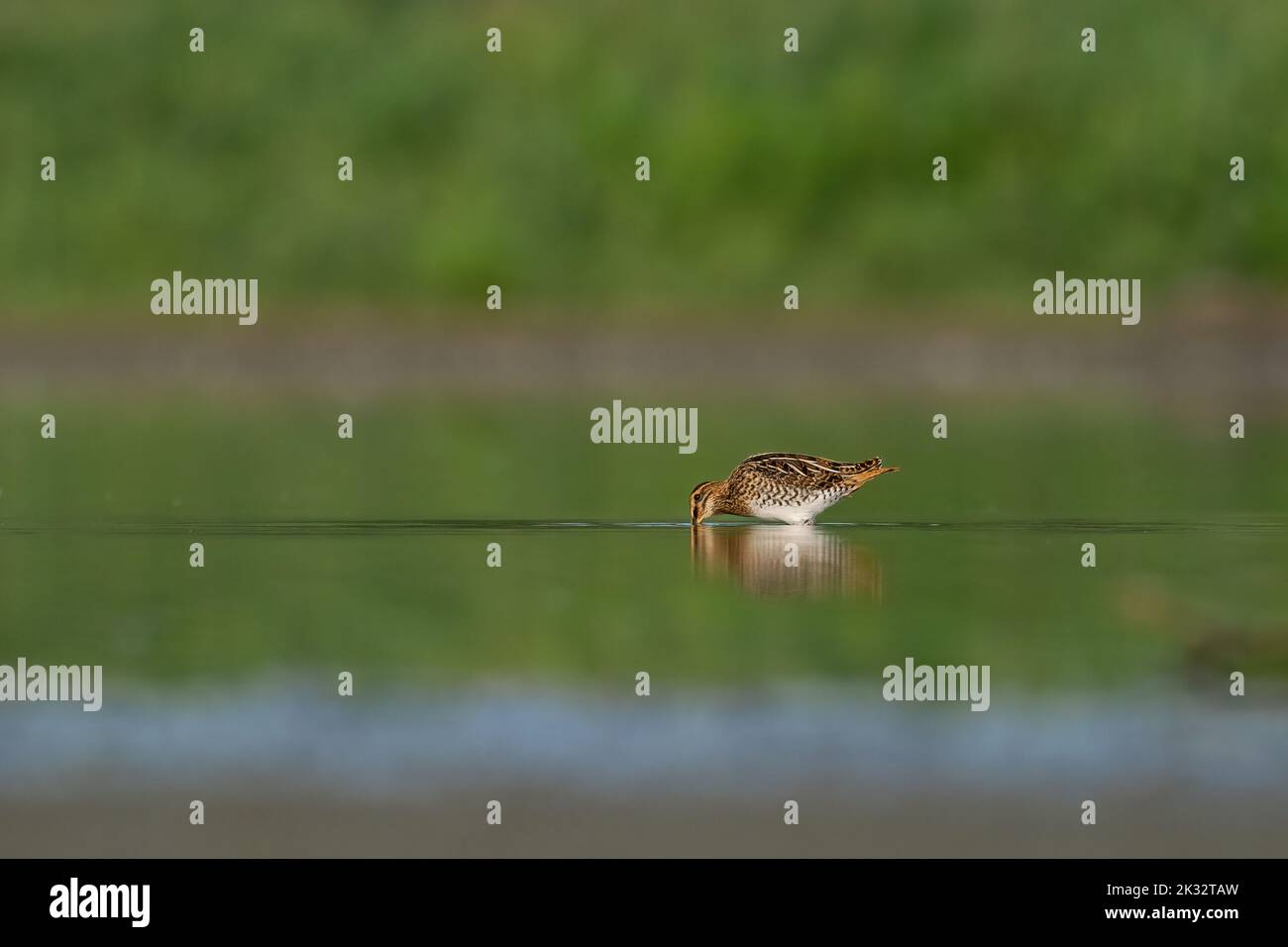 Gallinago gallinago wildlife hi-res stock photography and images - Alamy