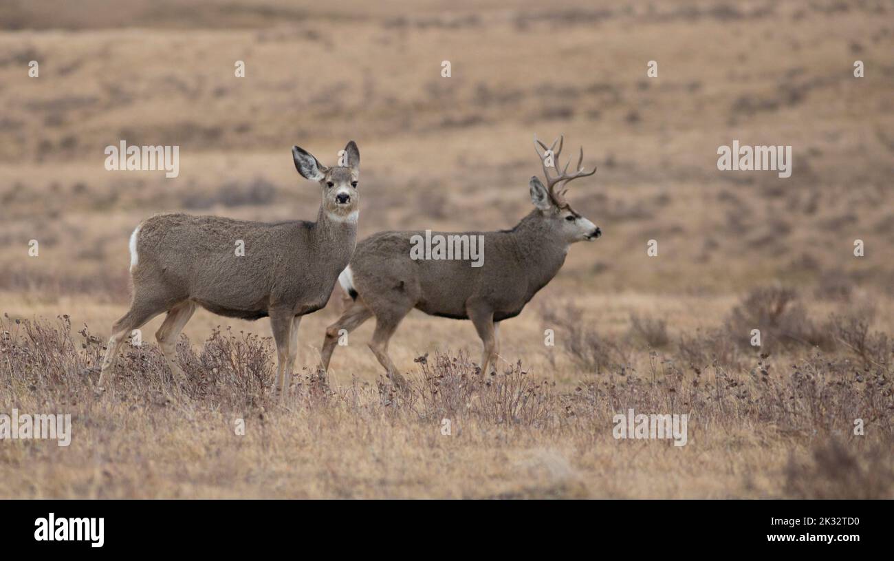 Mule deer buck and doe during the rut in Montana Stock Photo - Alamy
