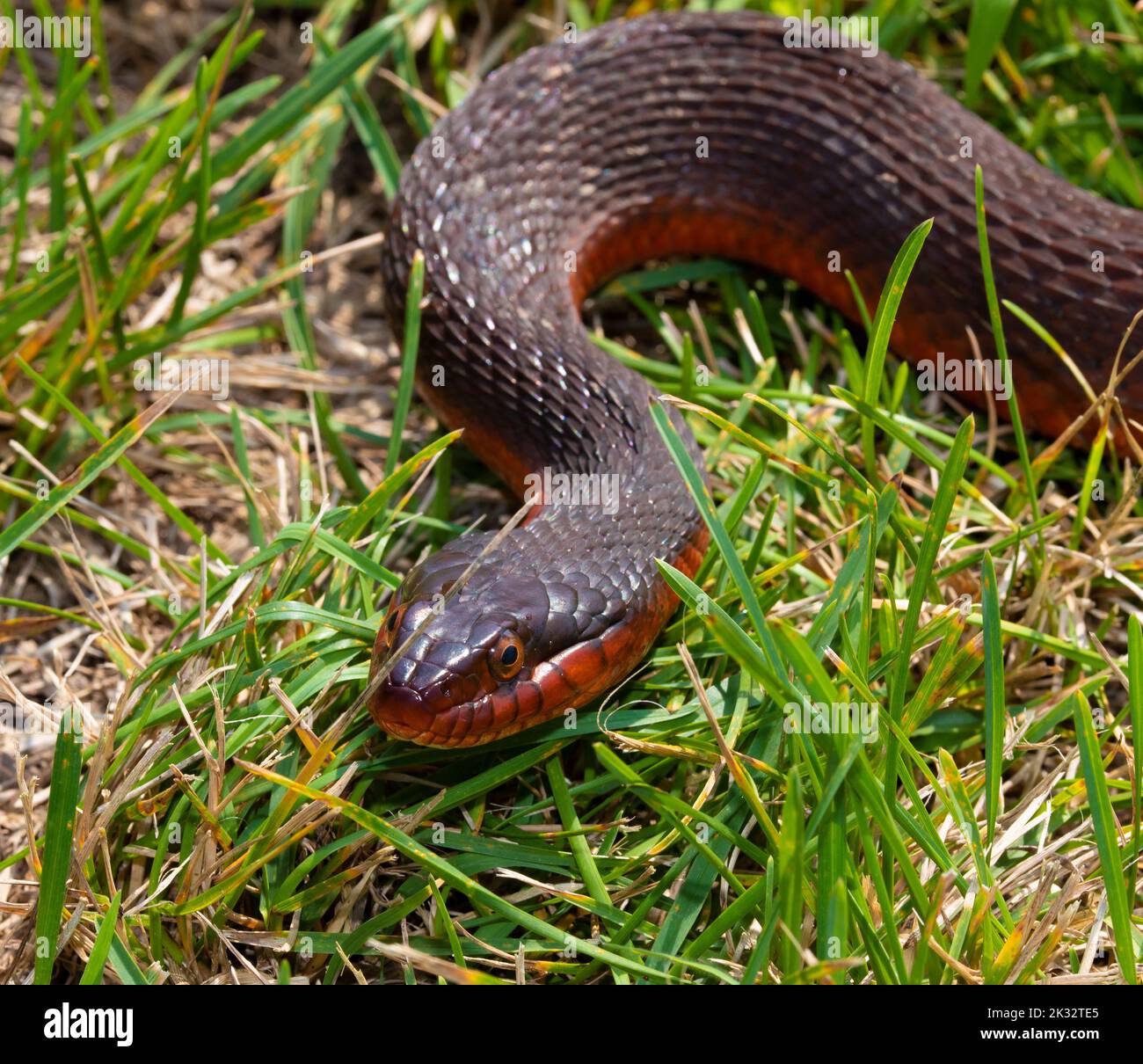 Snake with a red stomach coming toward the camera Stock Photo - Alamy