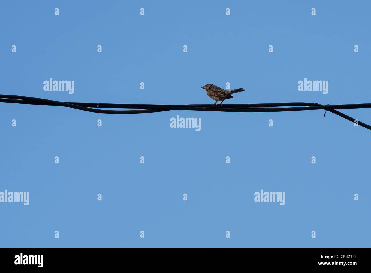 A female home sparrow standing on an electric wire, with a clear sky for background Stock Photo ...