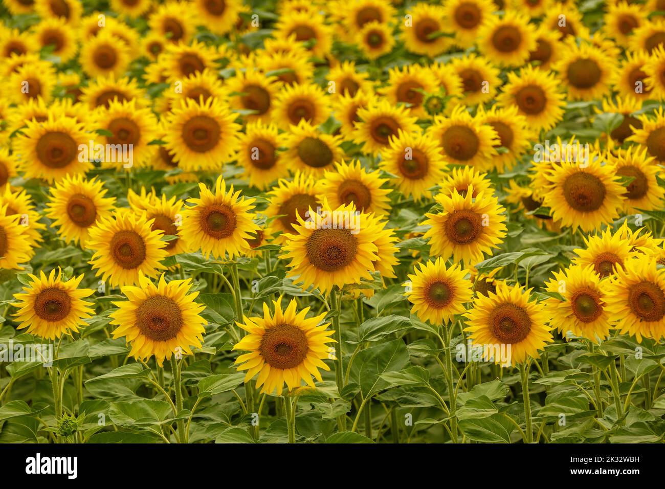 Sunflower field landscape. field of blooming sunflowers on a background ...