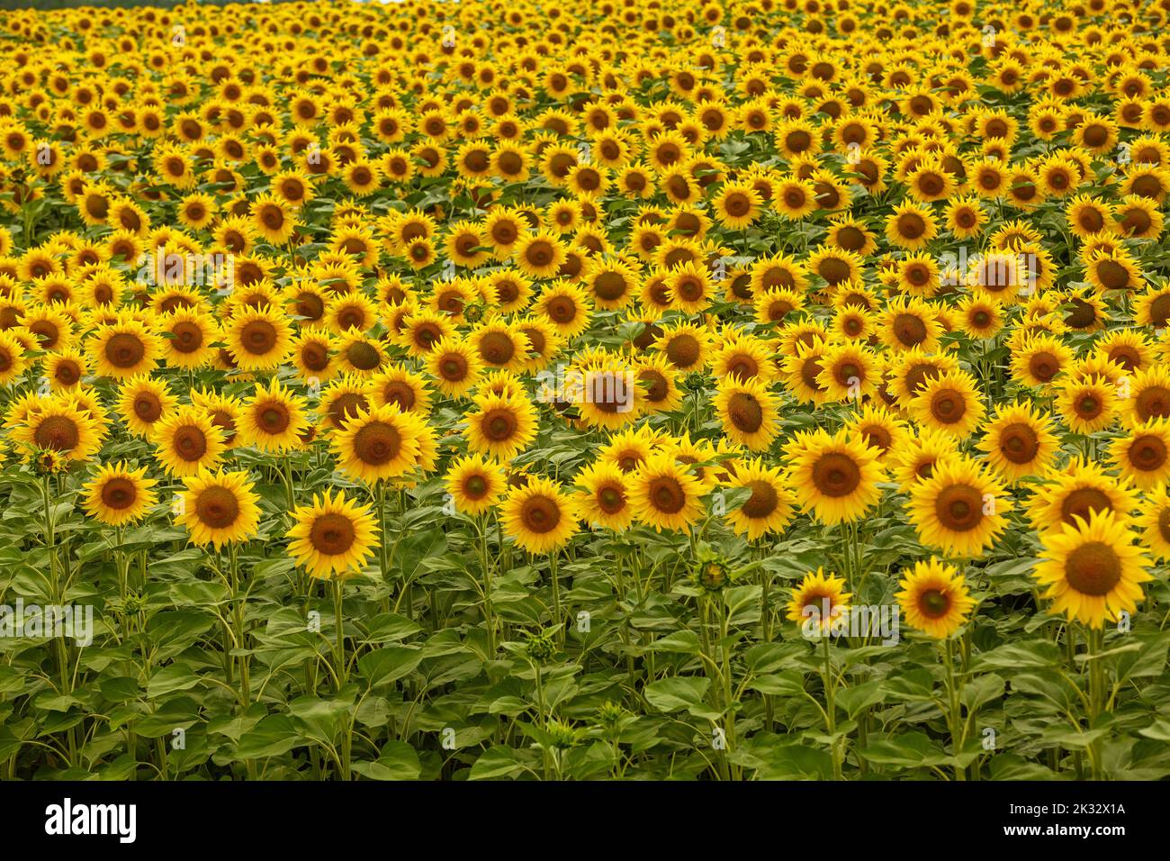 Sunflower field landscape. field of blooming sunflowers on a background ...