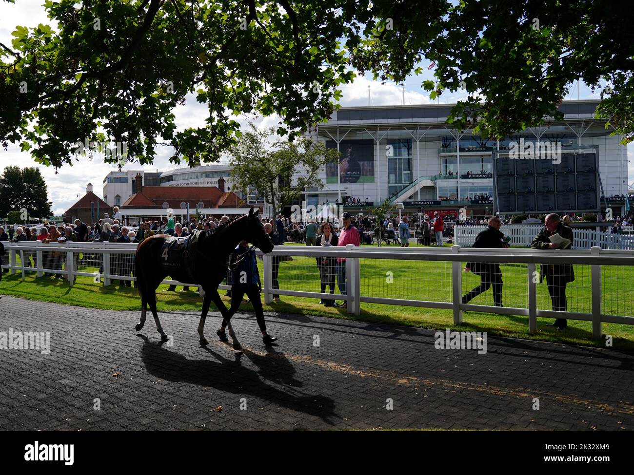 The foxes race horse hi-res stock photography and images - Alamy