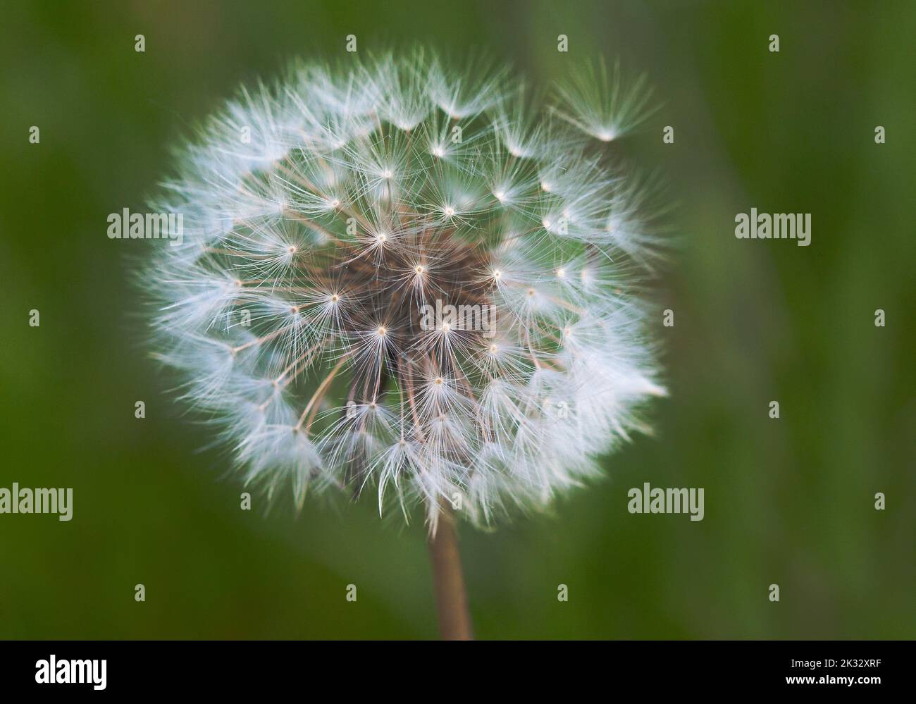 A closeup of a Dandelion fluff on a green background Stock Photo - Alamy