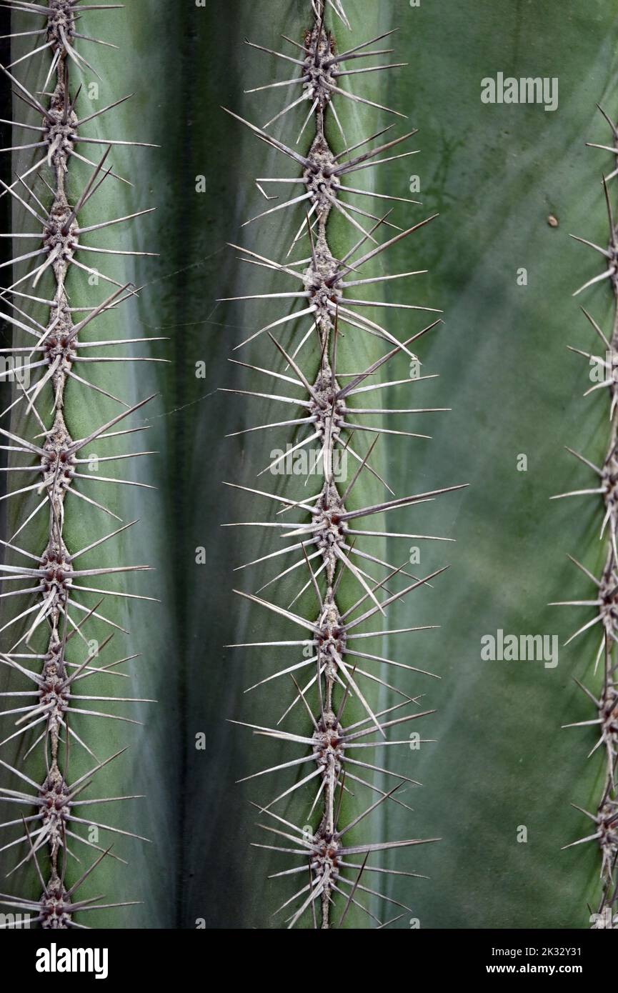 A vertical shot of the spikes from a San Pedro Cactus plant Stock Photo ...