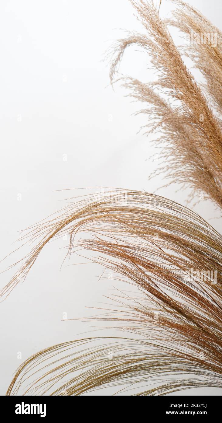 A vertical shot of beige pampas grass decorative plant isolated on ...