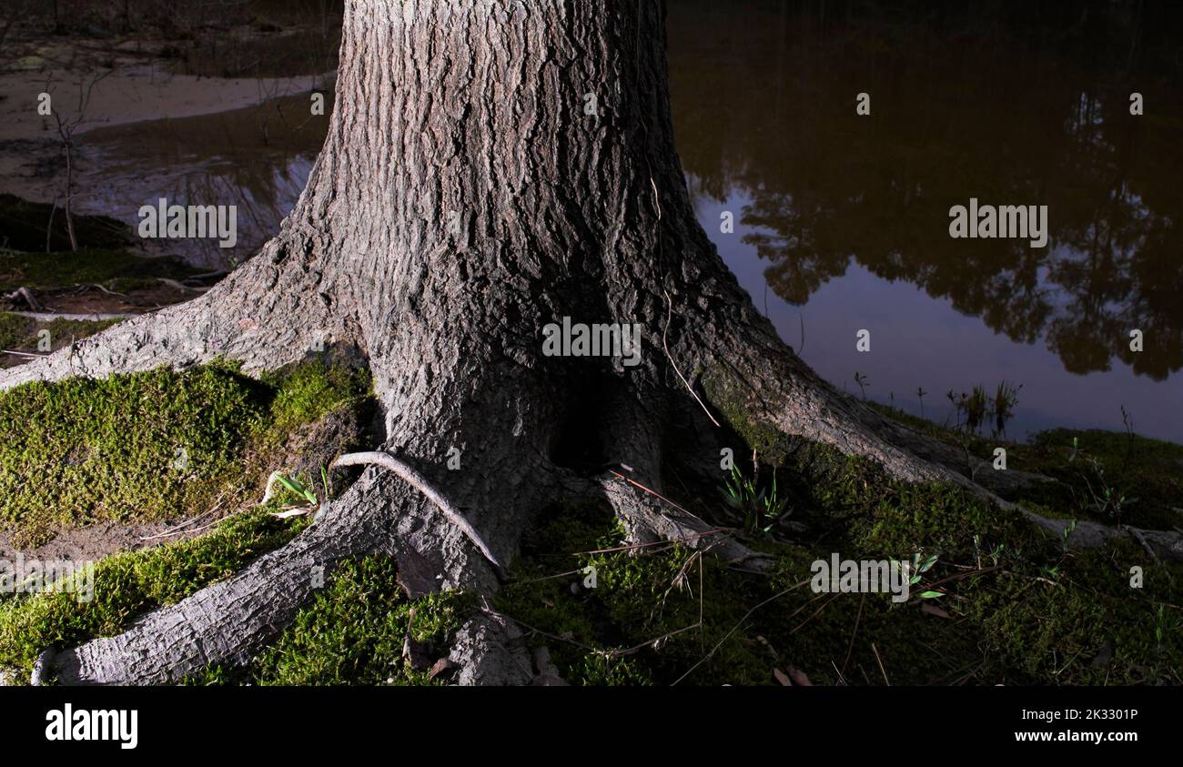Lakeside tree with its roots showing at Jordan Lake in North Carolina ...
