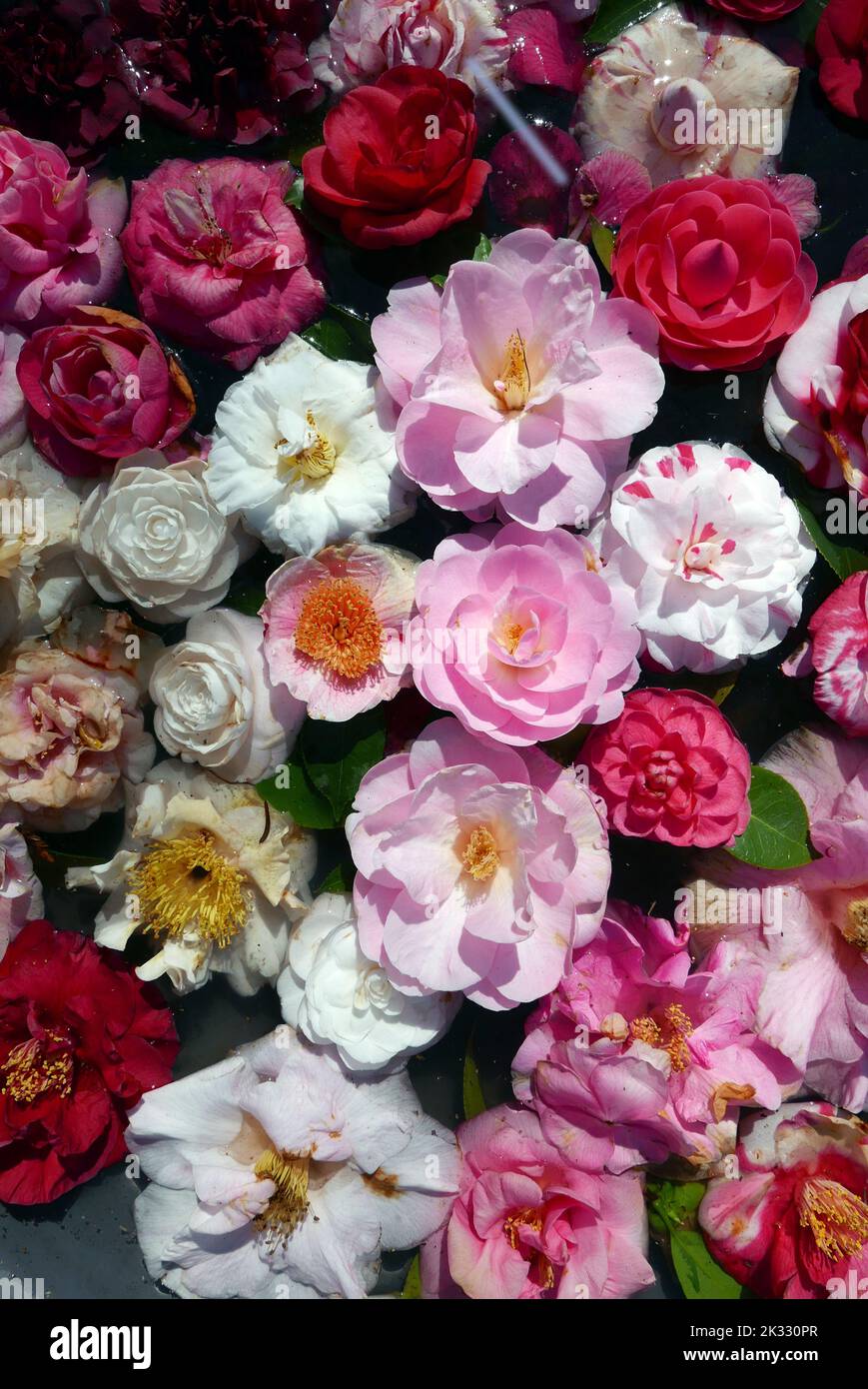 Camellia flowered background Stock Photo - Alamy