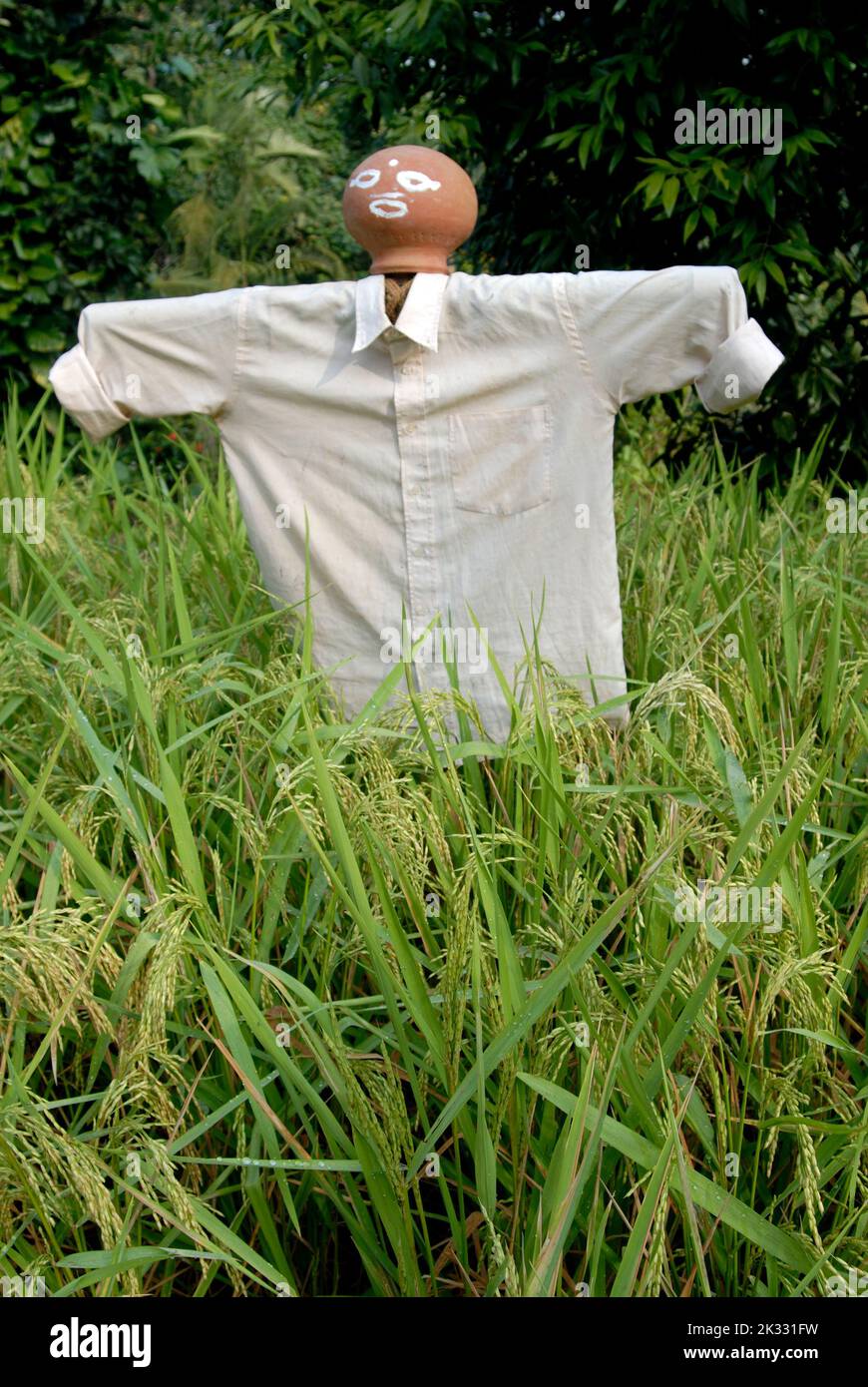 Mannequin a figure set to scare birds scarecrow in the field at Dapoli ...