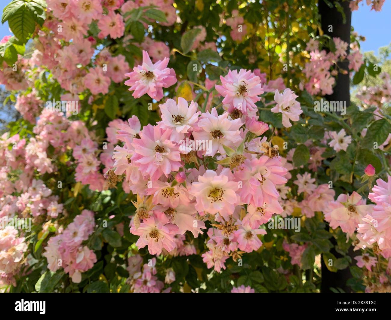 The pretty pink musk rose flowers shrub Stock Photo - Alamy