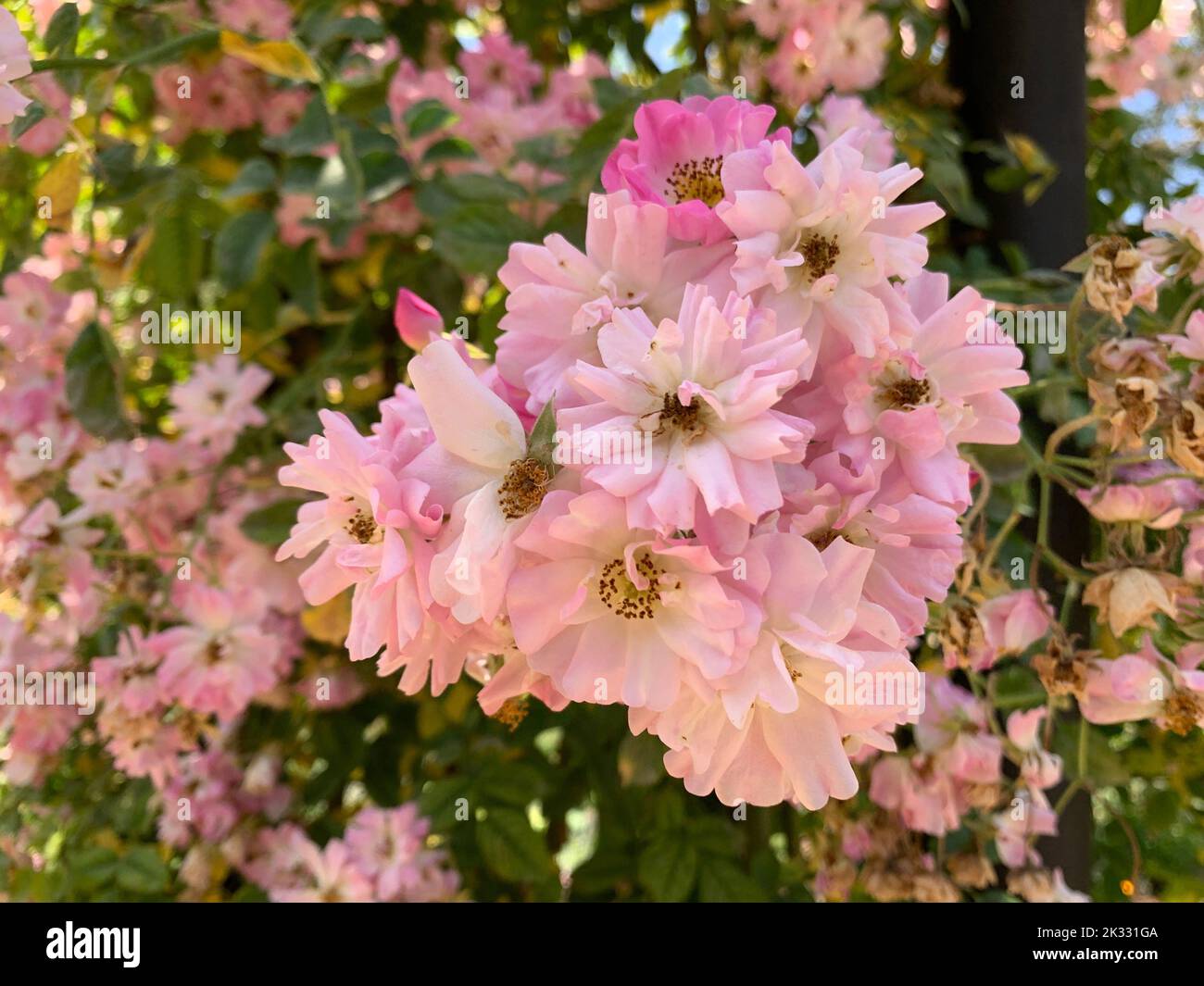 The pretty pink musk rose flowers shrub Stock Photo - Alamy
