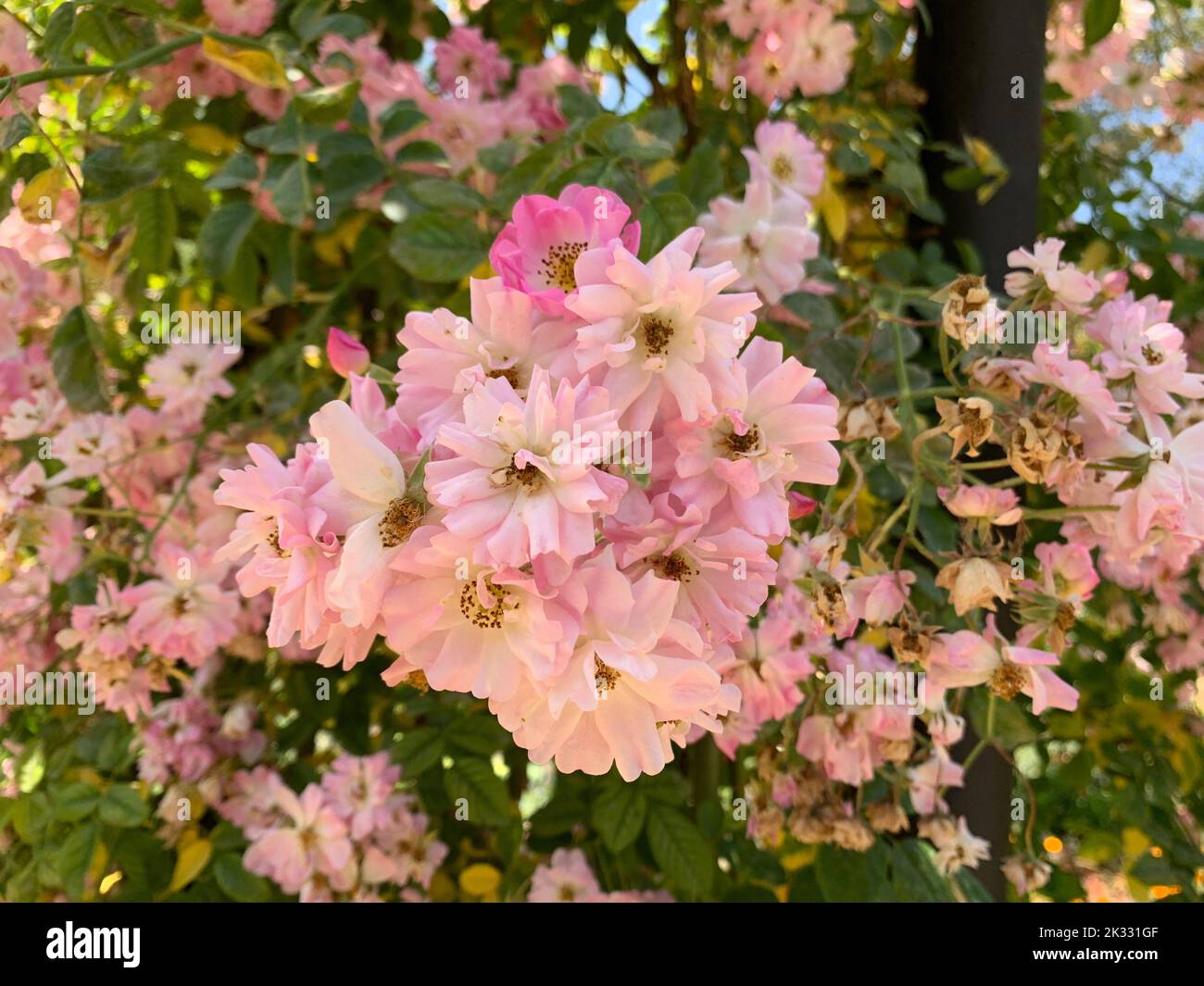 The pretty pink musk rose flowers shrub Stock Photo - Alamy