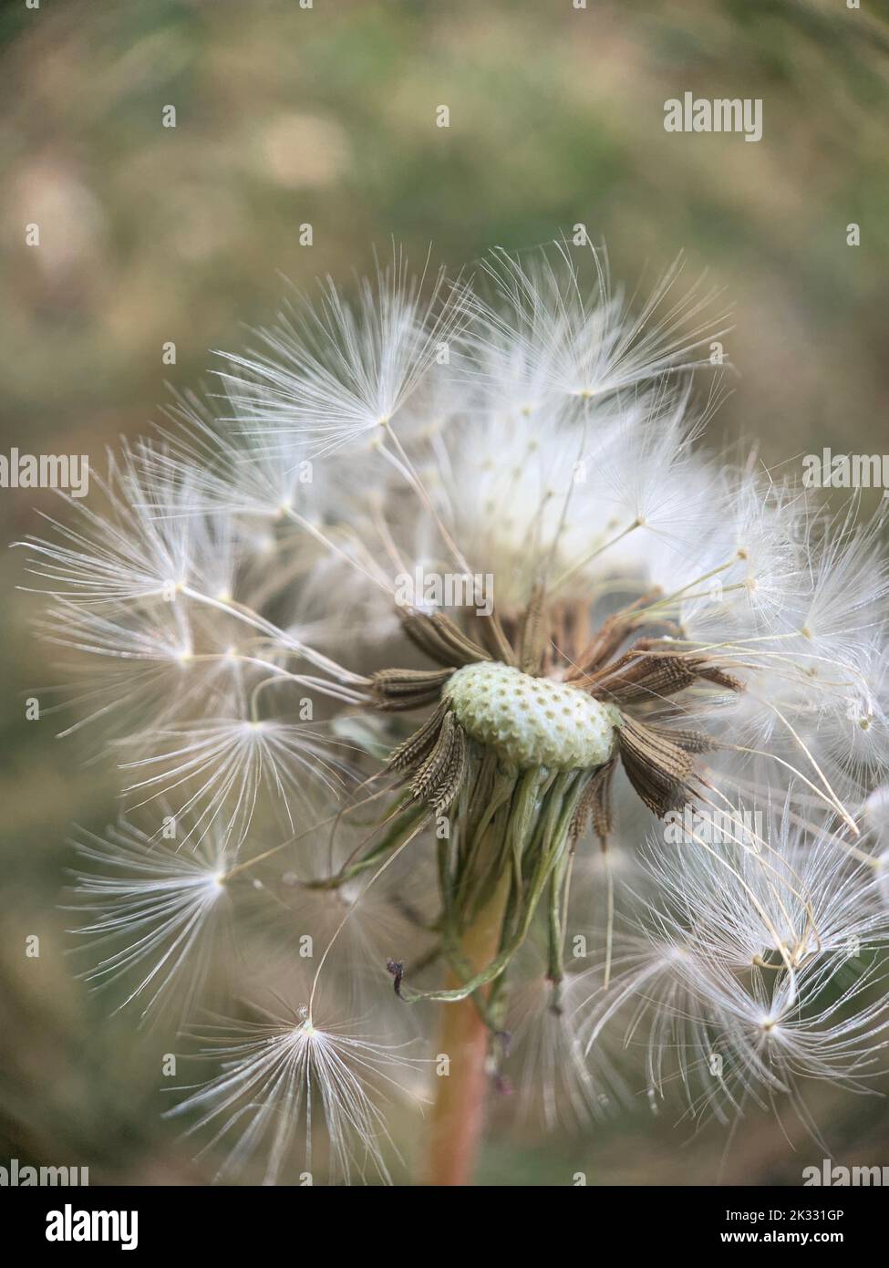Dandelion blossom blooming detail hi-res stock photography and images ...