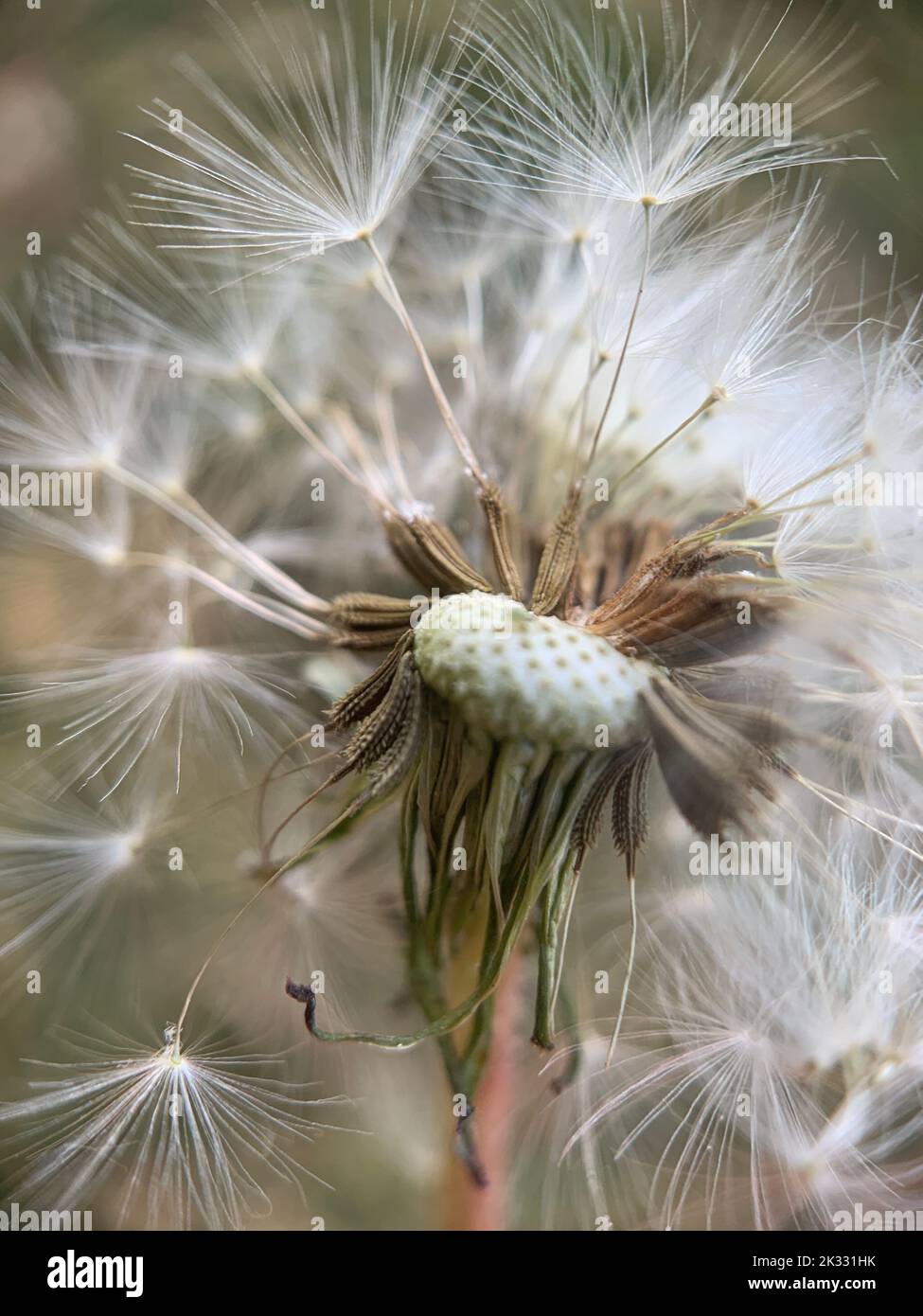 A vertical closeup of a dandelion flower Stock Photo - Alamy