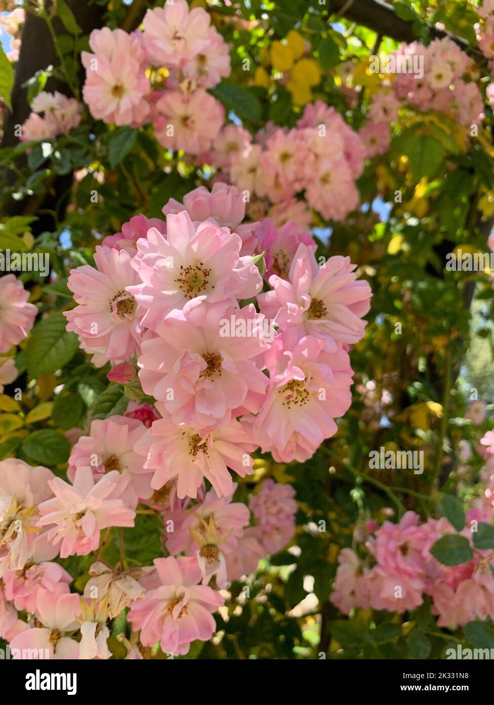 The vertical shot of pretty pink musk rose flowers shrub Stock Photo ...