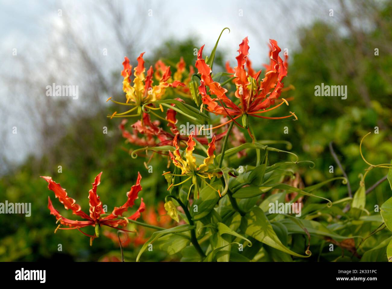 Flower Glowri lily at the beach of Anjarla taluka Dapoli district ...