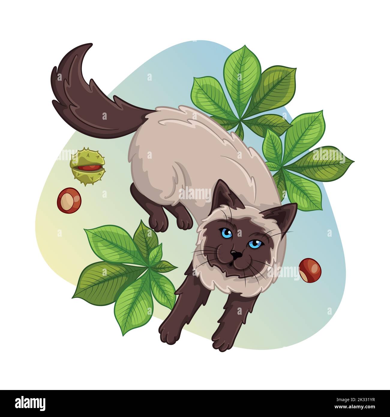 Cute siamese cat in clothes hi-res stock photography and images - Alamy