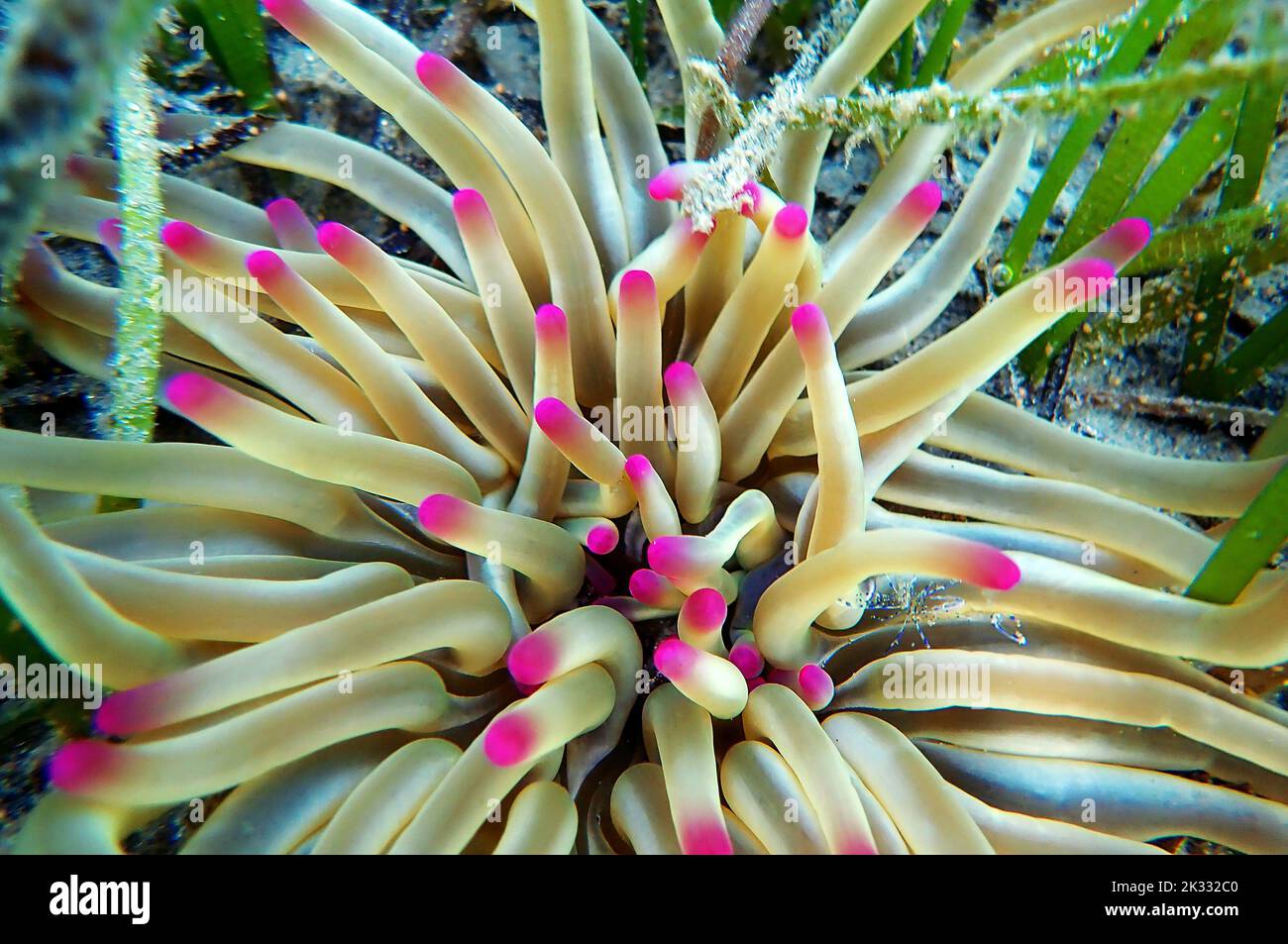 Golden anemone -(Condylactis aurantiaca), sea anemone in to the ...