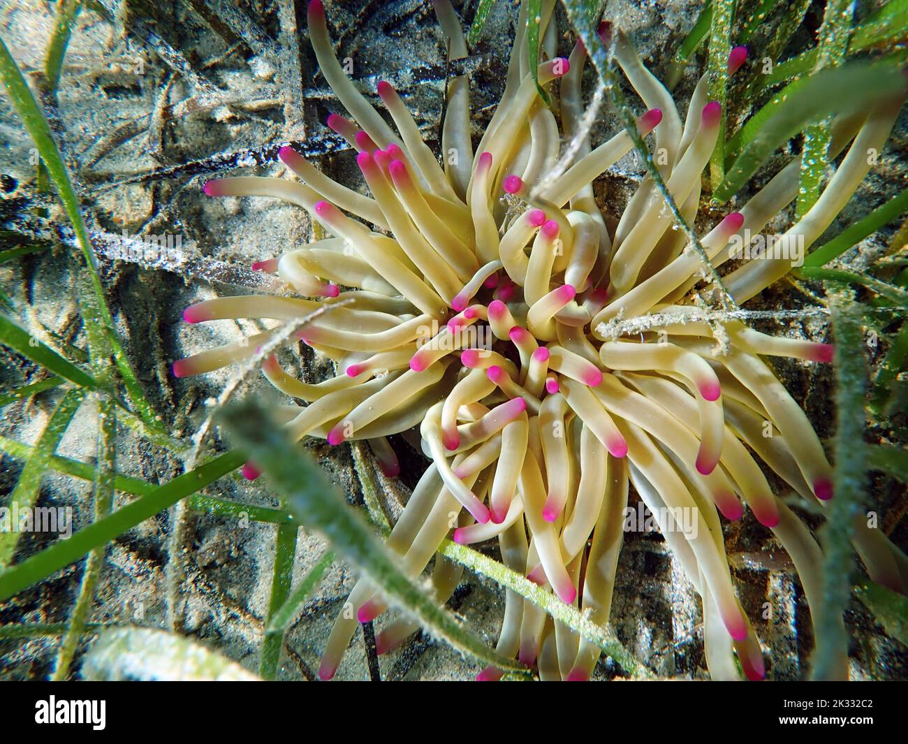 Golden anemone -(Condylactis aurantiaca), sea anemone in to the ...