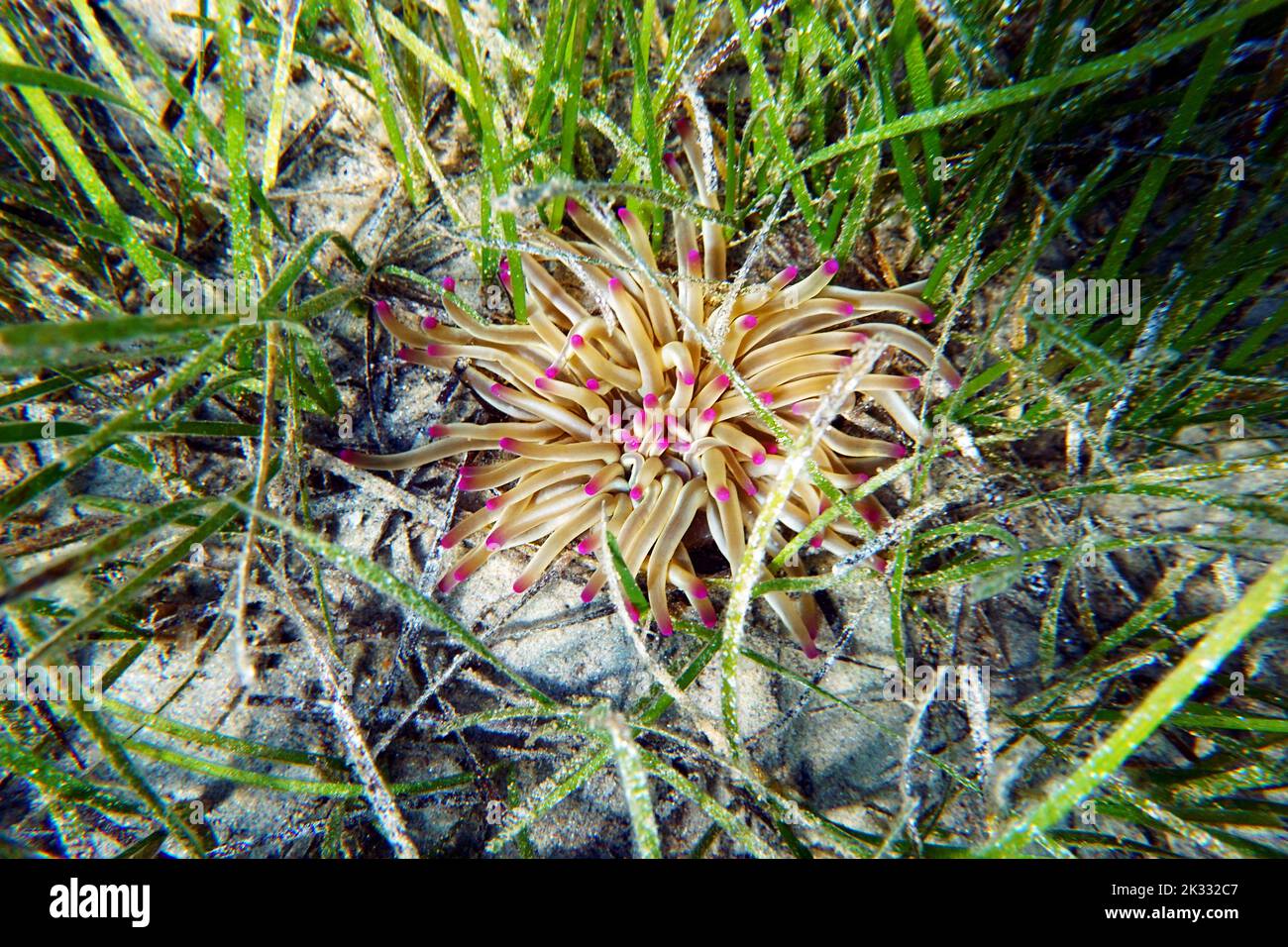Mediterranean atlantic anemones sea hi-res stock photography and images ...