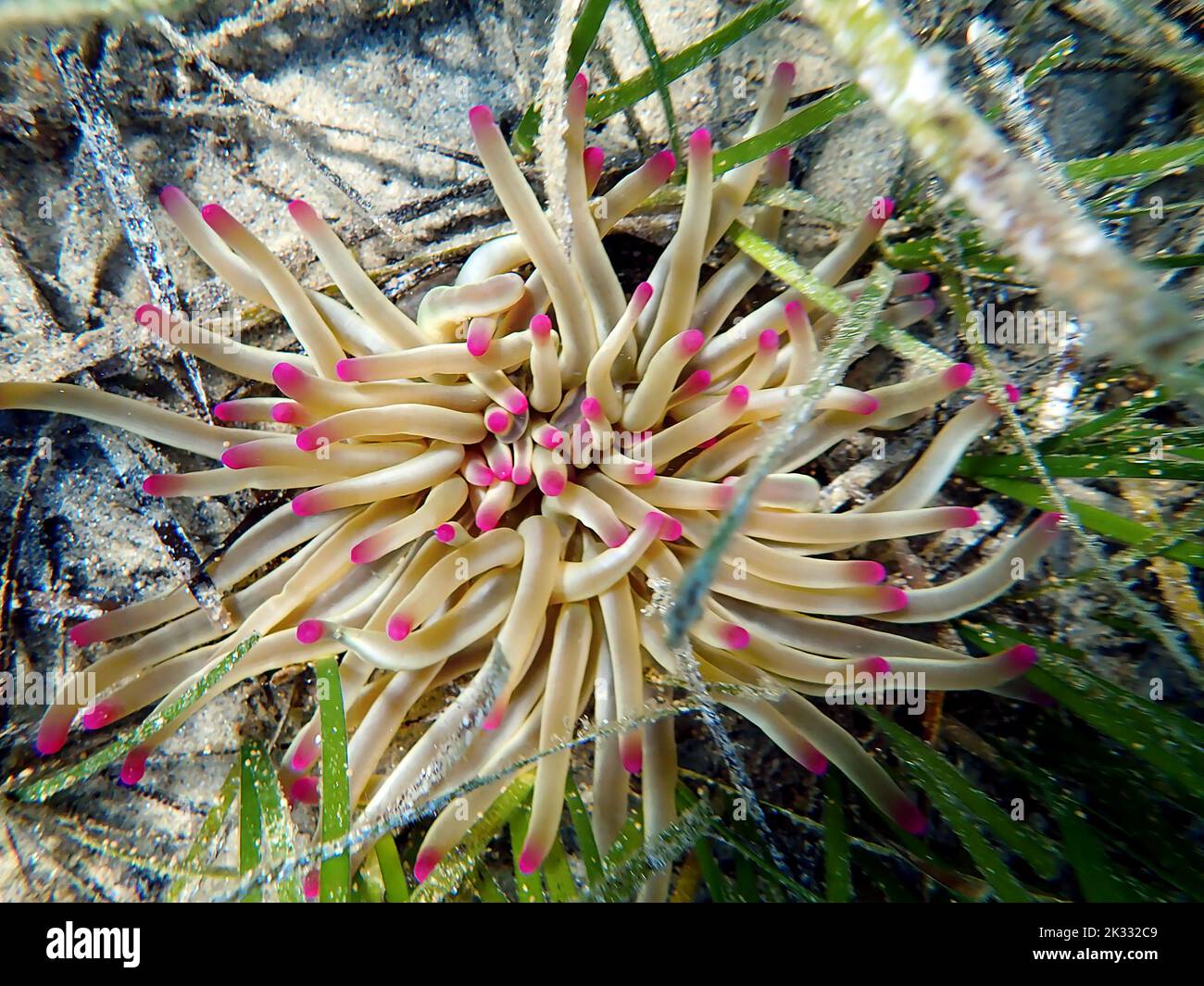 Golden anemone -(Condylactis aurantiaca), sea anemone in to the ...