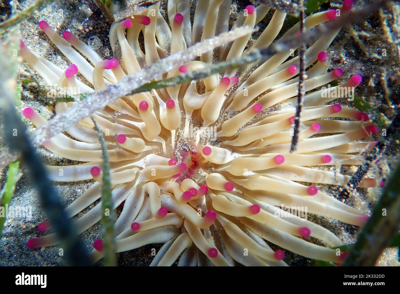Golden anemone -(Condylactis aurantiaca), sea anemone in to the ...
