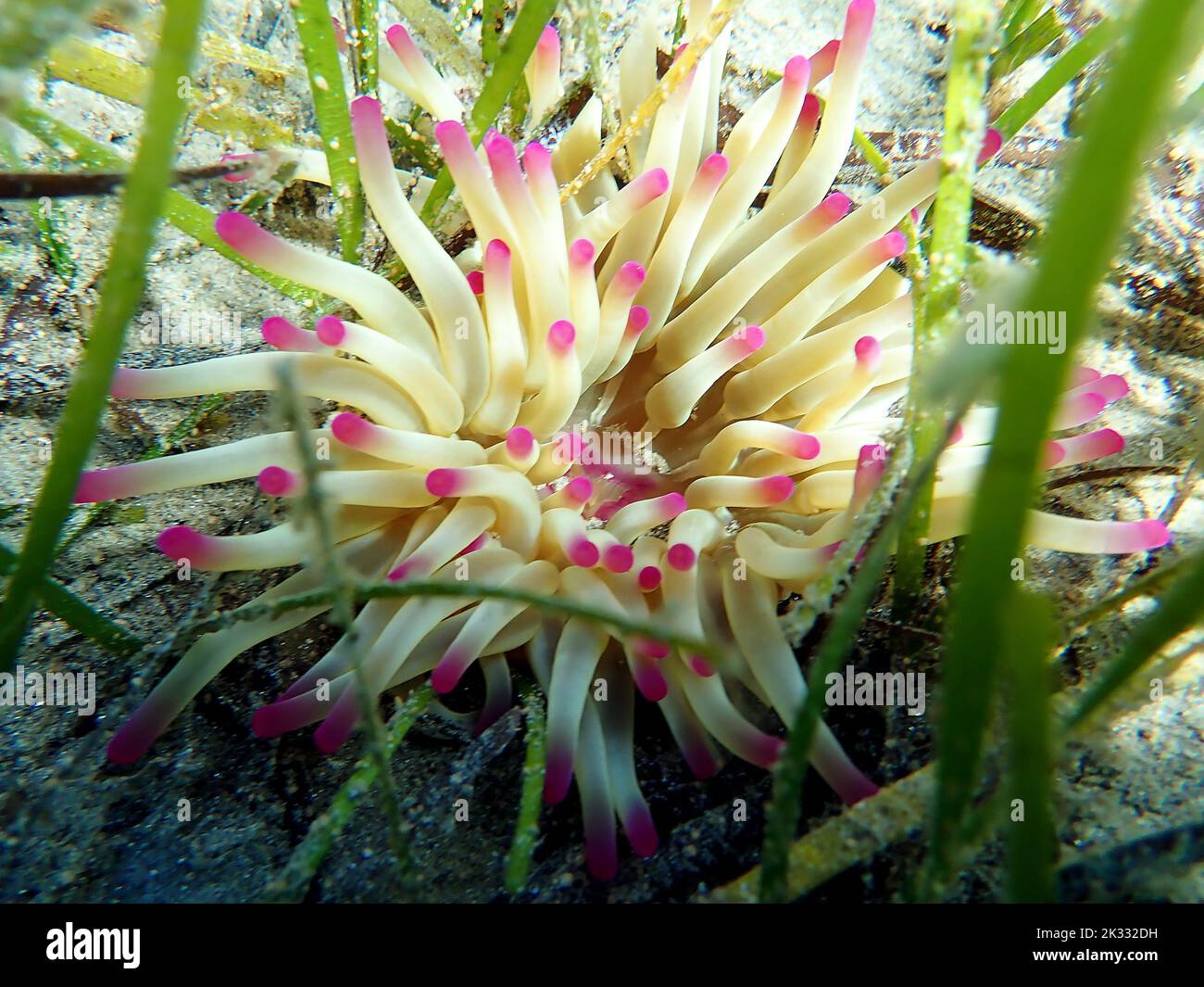 Mediterranean atlantic anemones sea hi-res stock photography and images ...