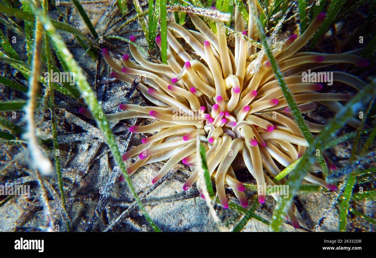 Mediterranean atlantic anemones sea hi-res stock photography and images ...