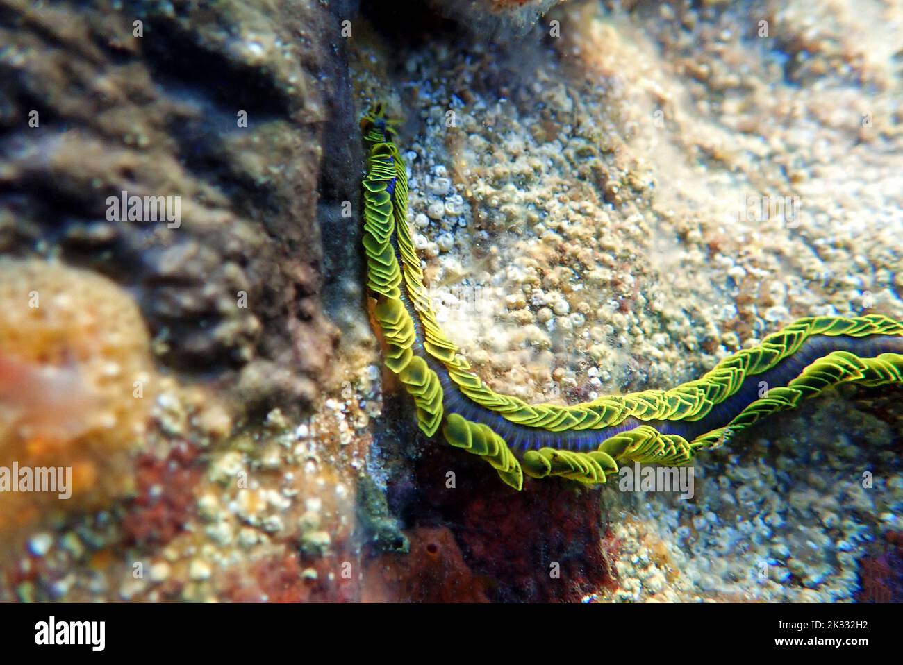 Rare underwater image of Green palmate worm in to the Mediterranean sea ...