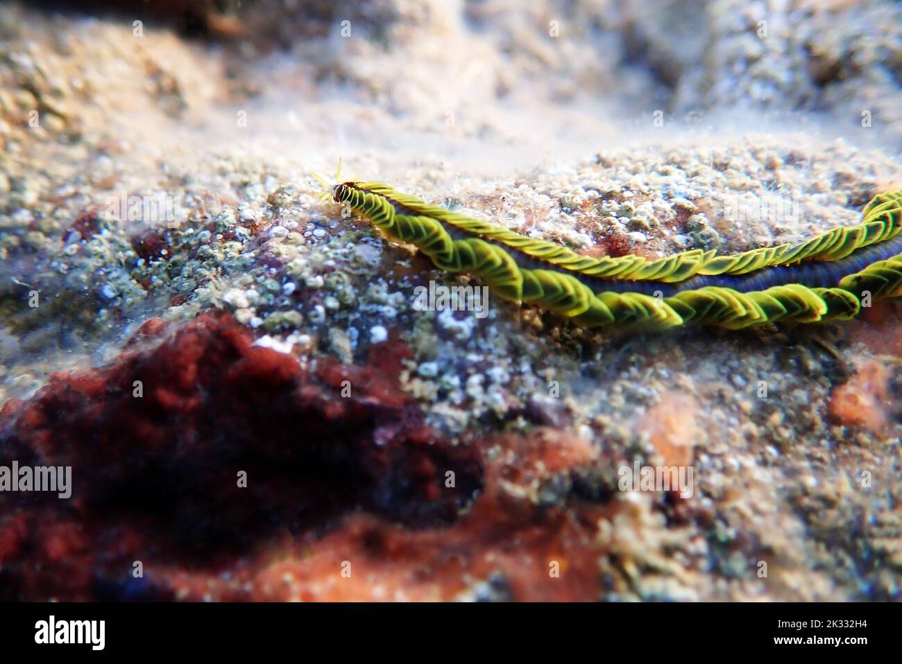 Rare underwater image of Green palmate worm in to the Mediterranean sea ...