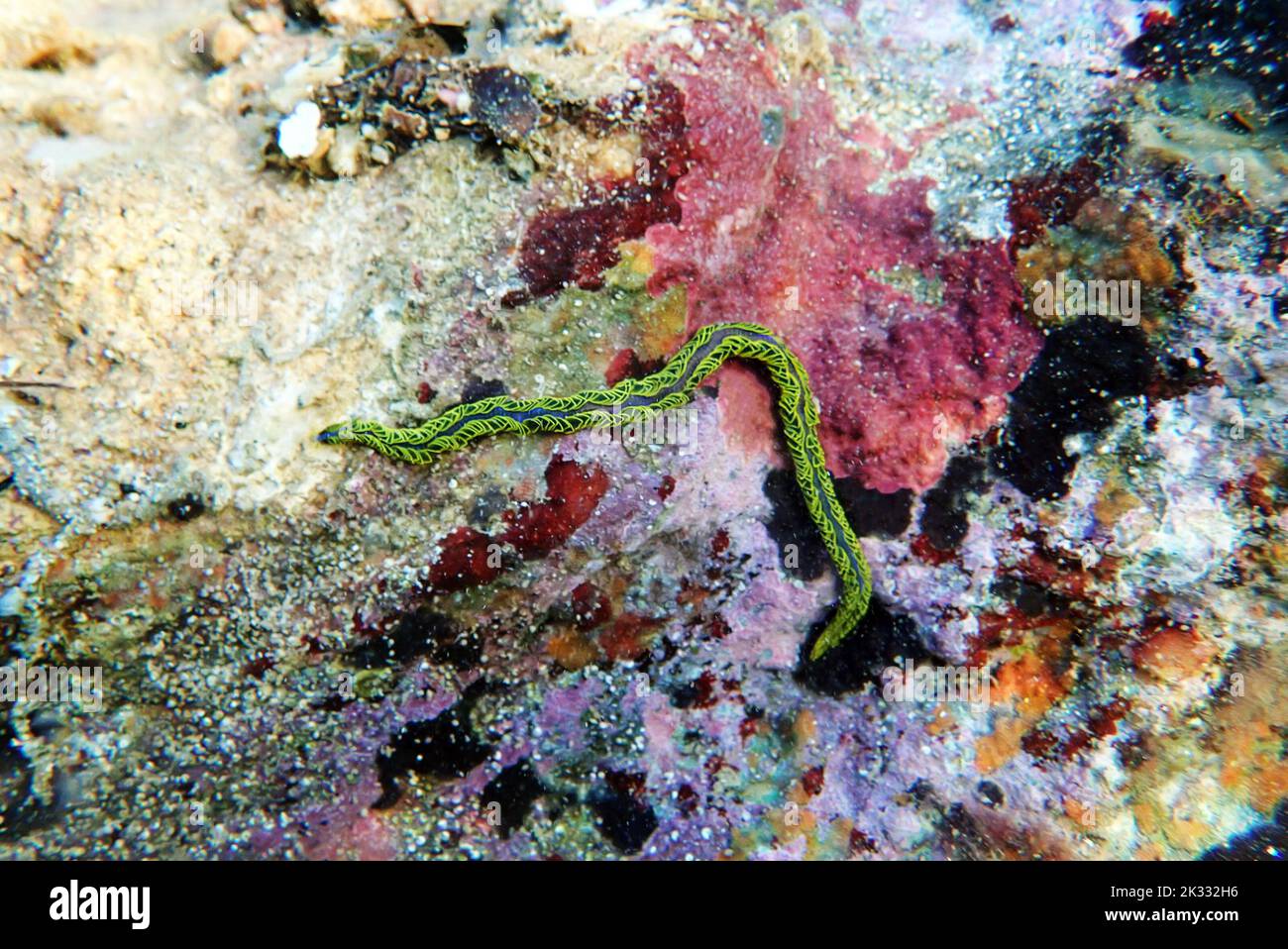 Rare underwater image of Green palmate worm in to the Mediterranean sea ...