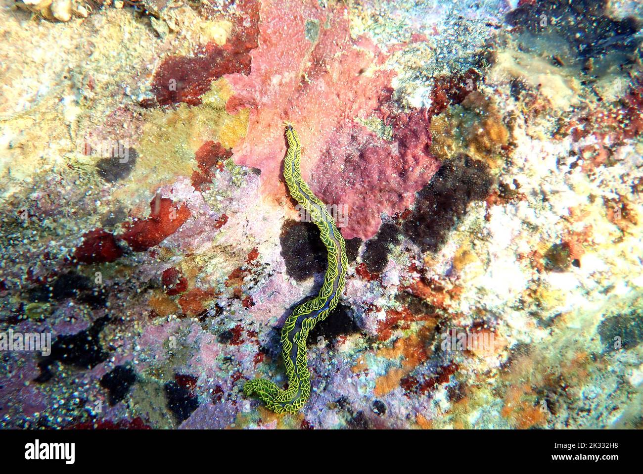 Rare underwater image of Green palmate worm in to the Mediterranean sea ...