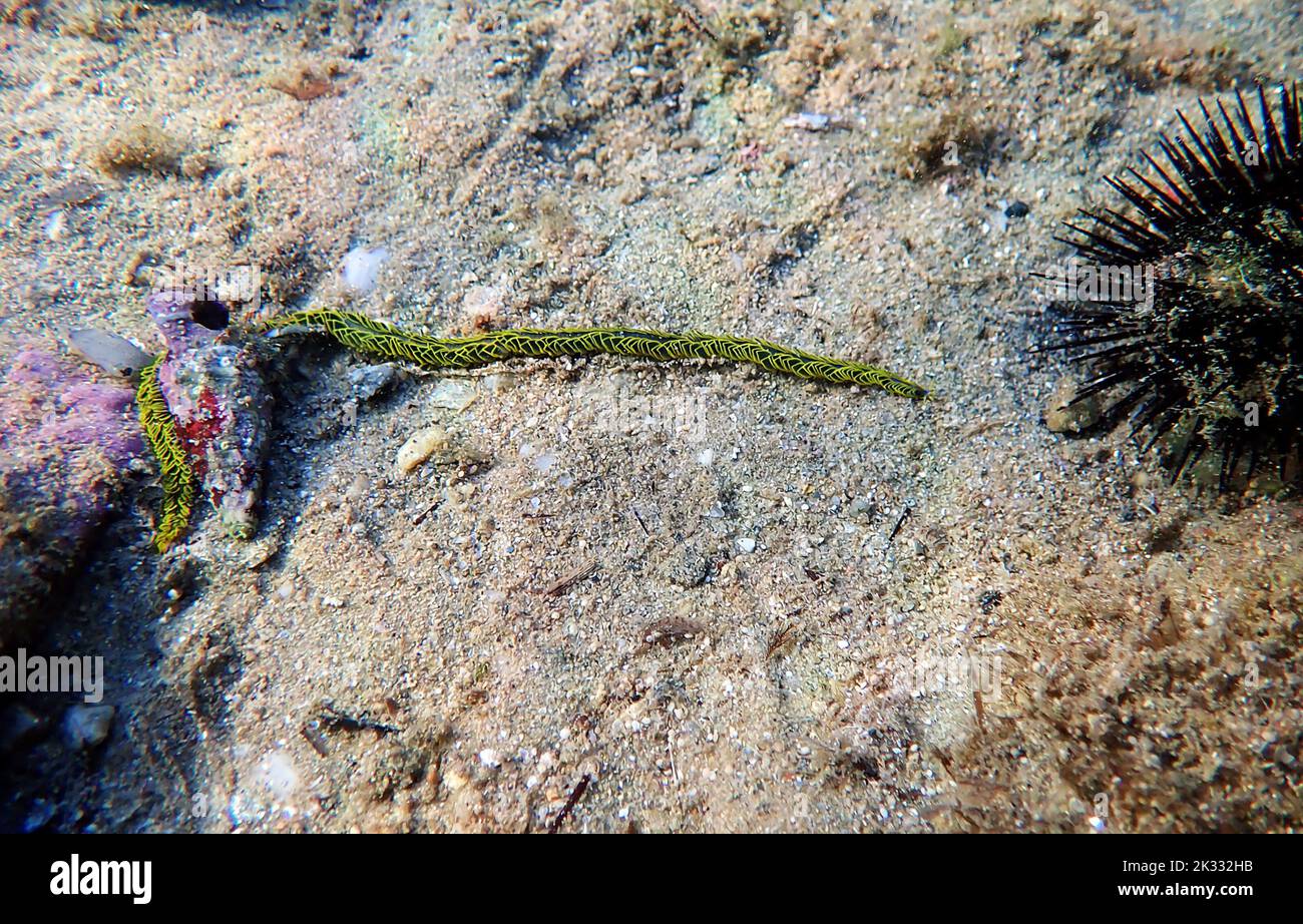Rare underwater image of Green palmate worm in to the Mediterranean sea ...