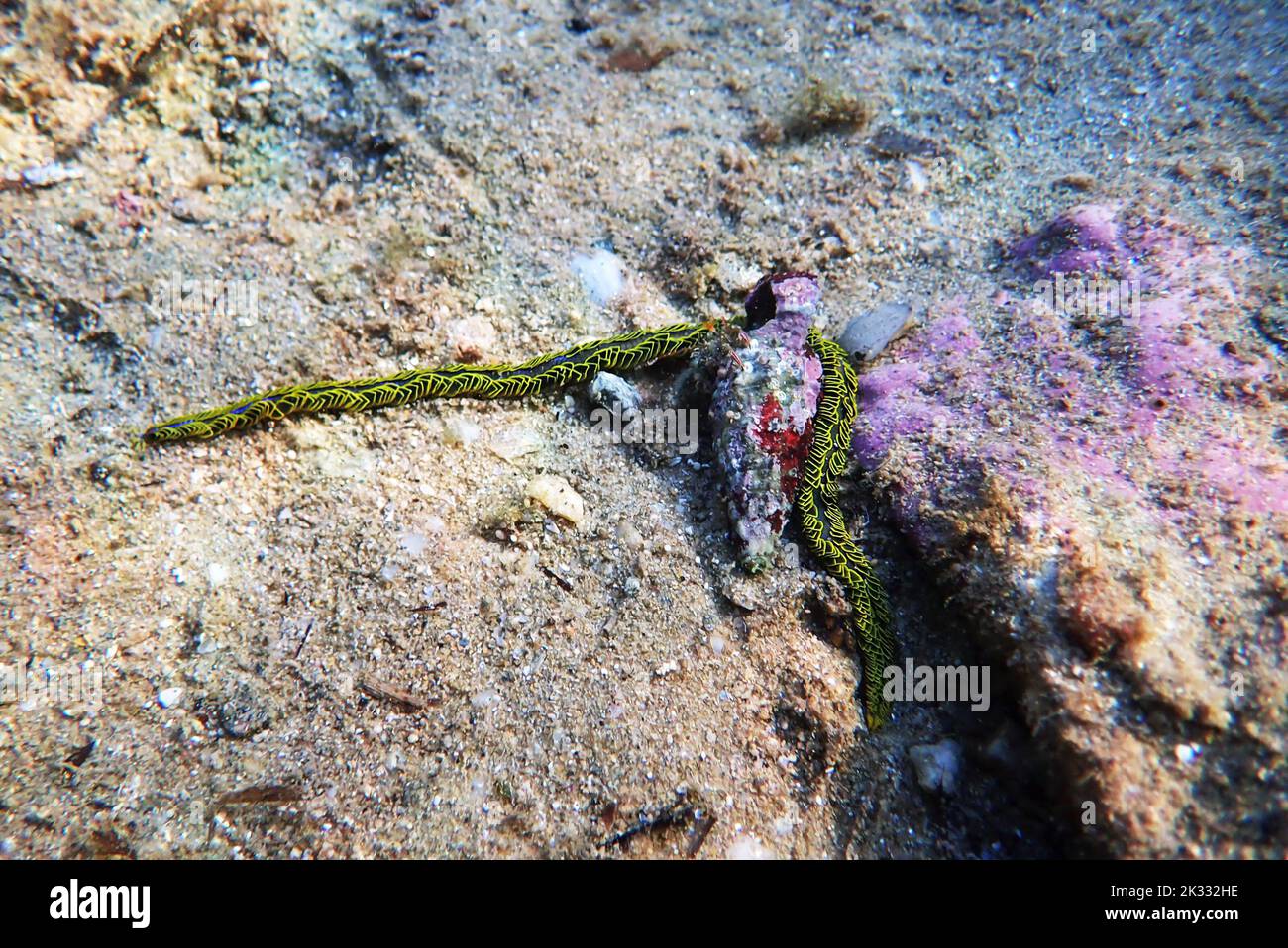 Rare underwater image of Green palmate worm in to the Mediterranean sea ...