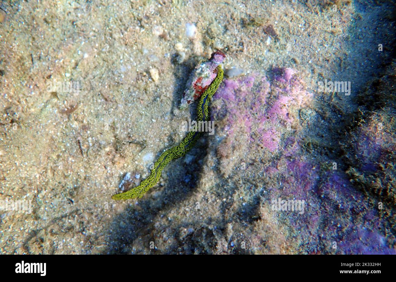 Palmate worm hi-res stock photography and images - Alamy