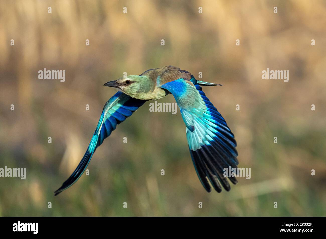 European Roller (Coracias garrulus) flying Stock Photo - Alamy