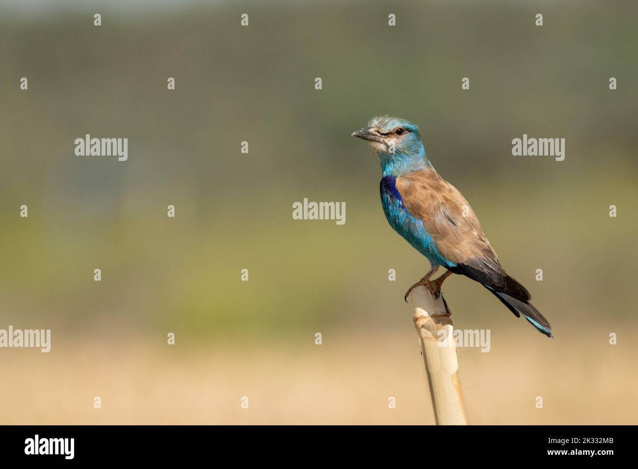 Roller birds hi-res stock photography and images - Alamy