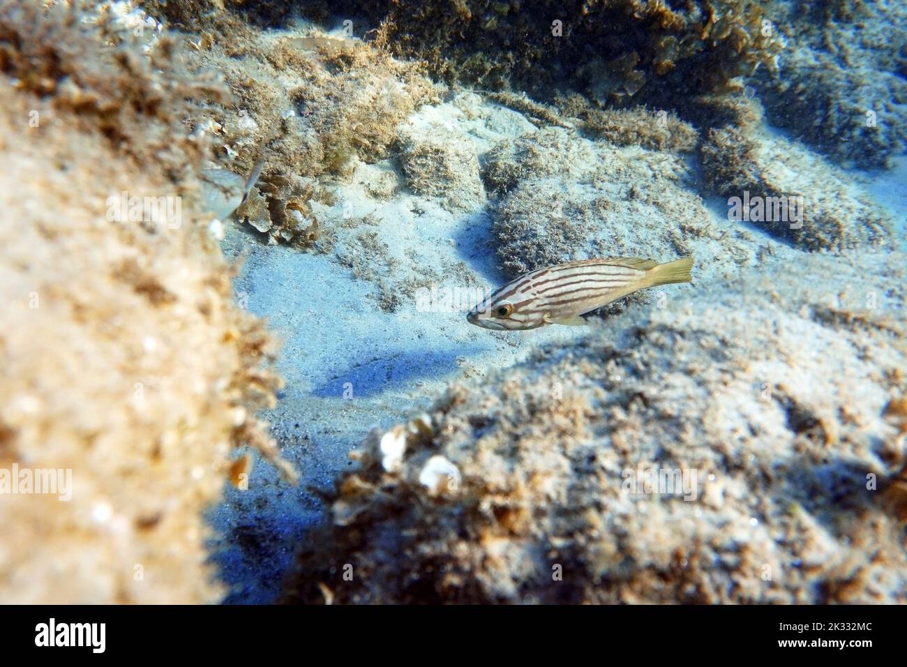 The Goldblotch grouper (Epinephelus costae) is a marine fish native to ...
